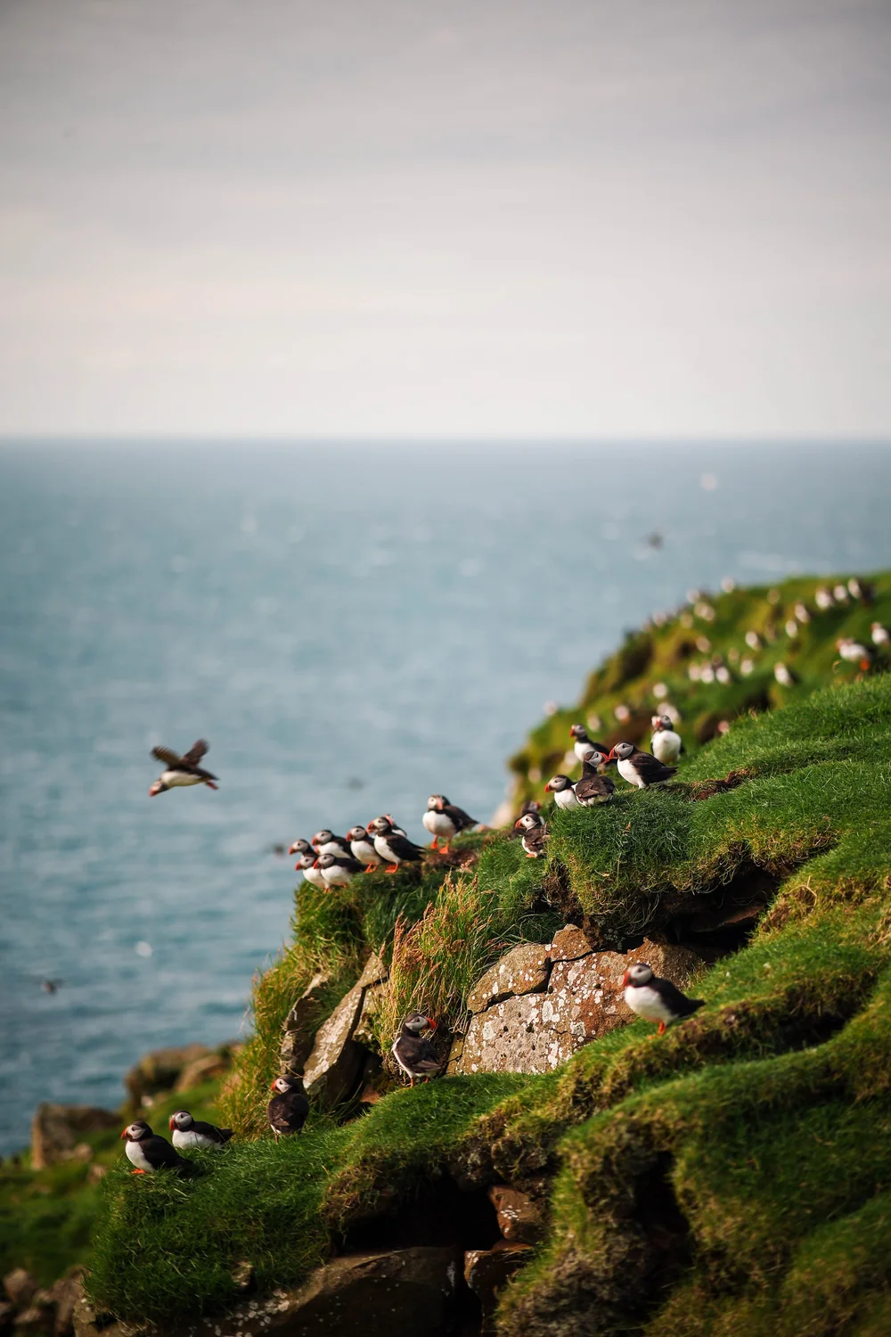 Mykines Tour - Faroe Islands — Outdoor