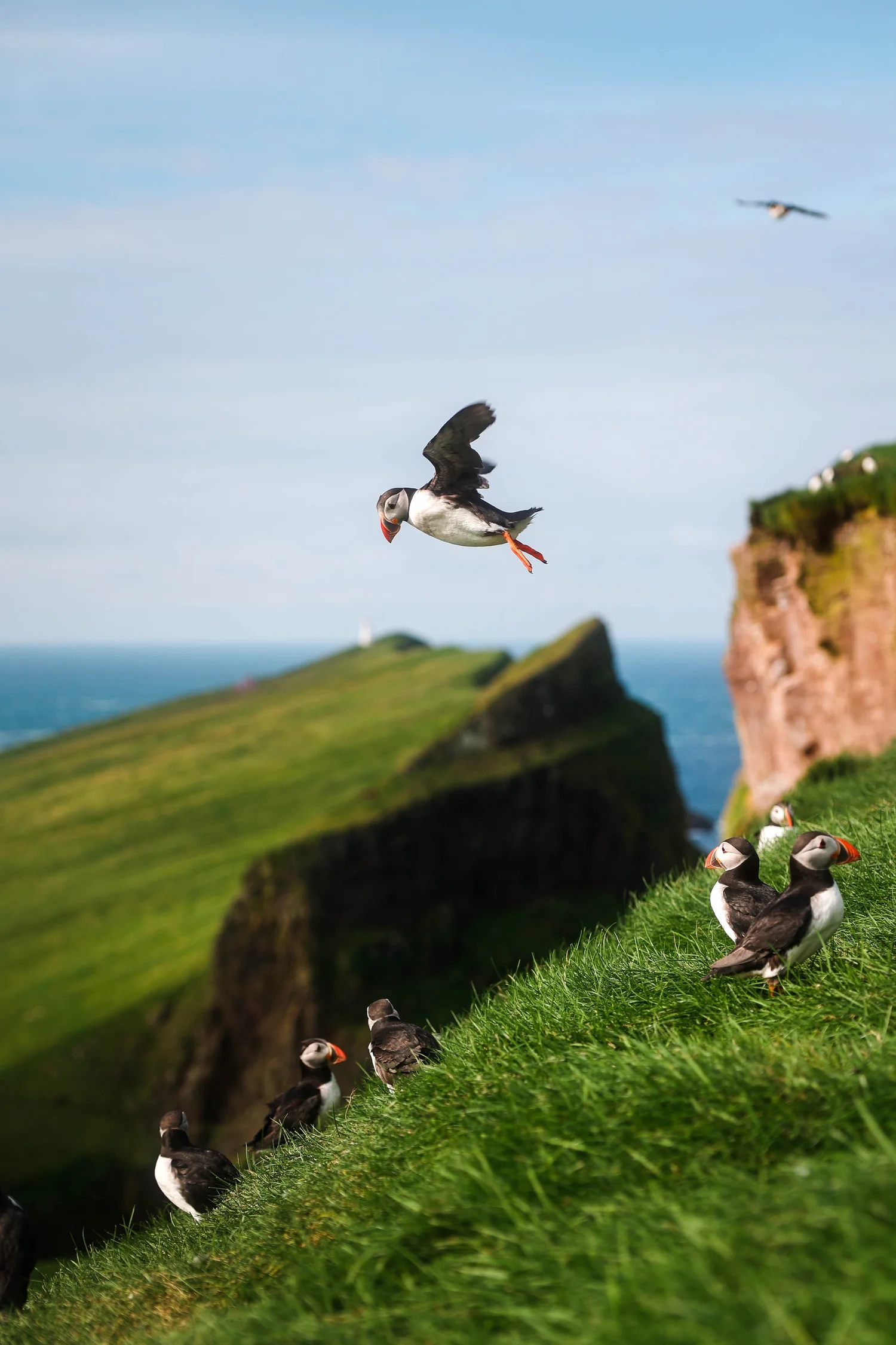 Mykines Tour - Faroe Islands — Outdoor