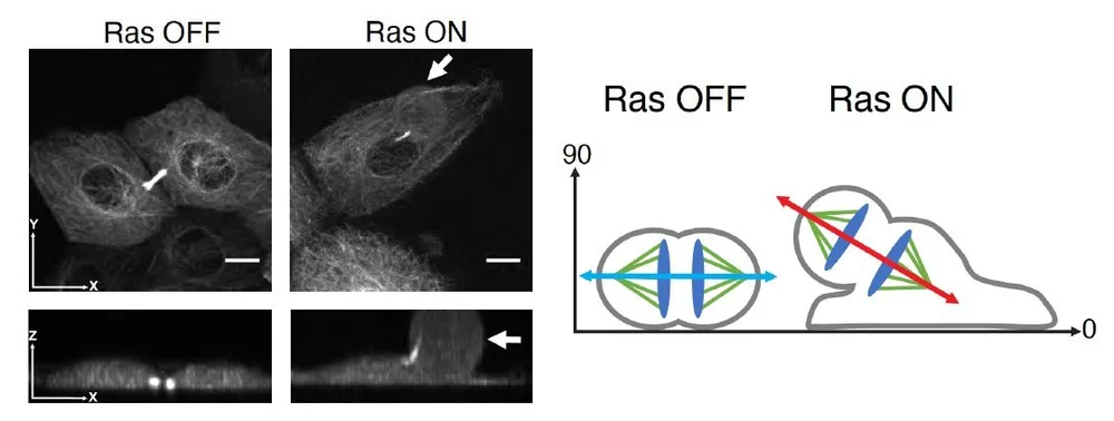 Sushila’s preprint is online: how Ras affects cell division orientation ...