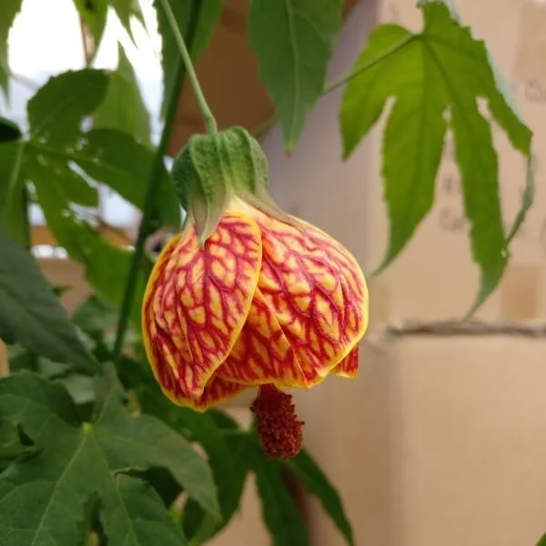 RED TIGER — abutilons.uk