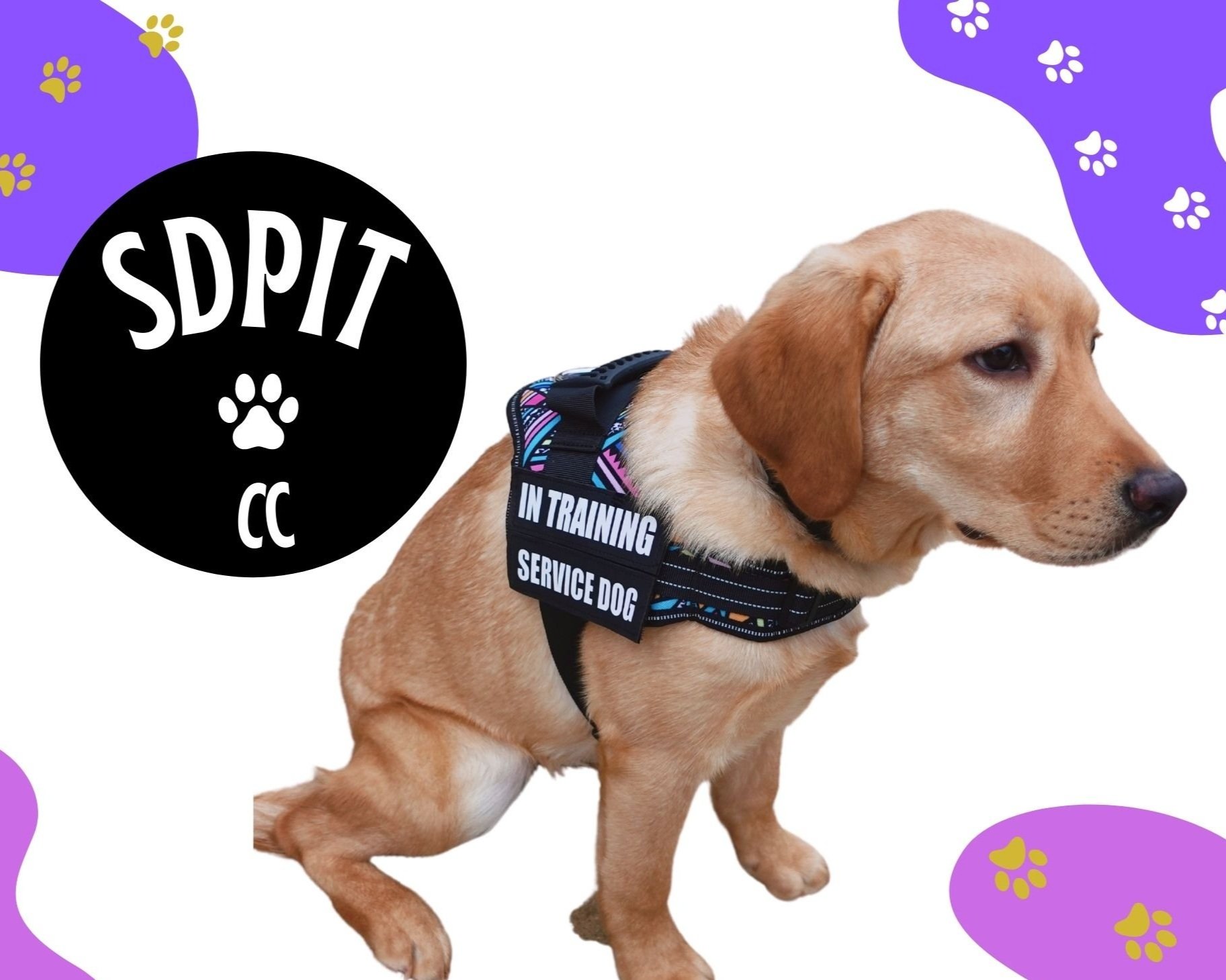 Service Dog Prospect/Therapy Training — Riverside Canine Training ...