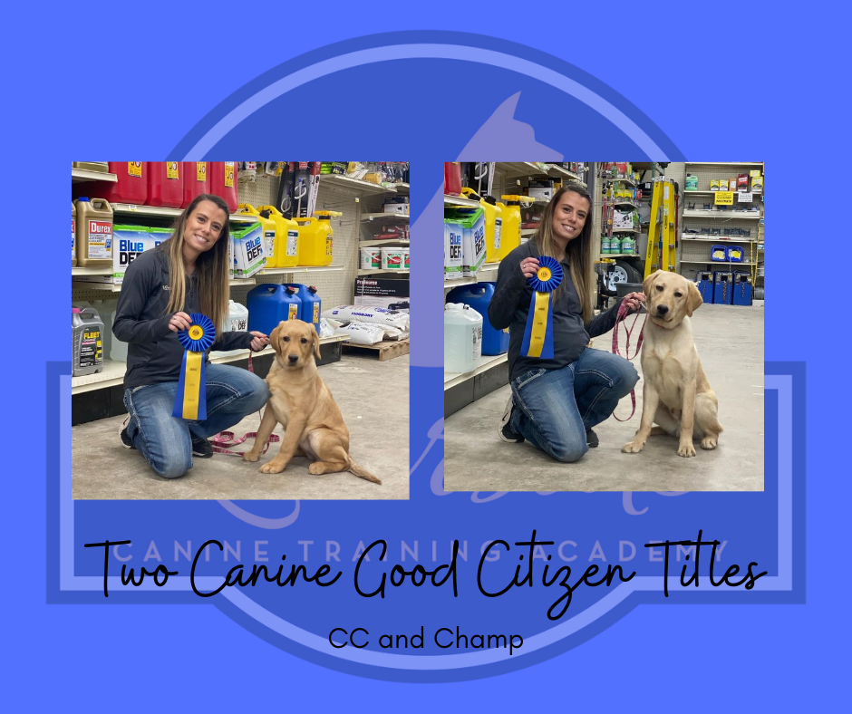 Riverside Canine Training Academy (RCTA)