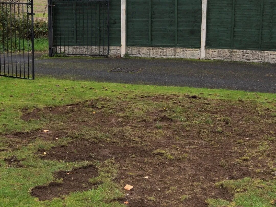 Grubs: Protecting Your Lawn from Destructive Pests — Enviro Masters ...