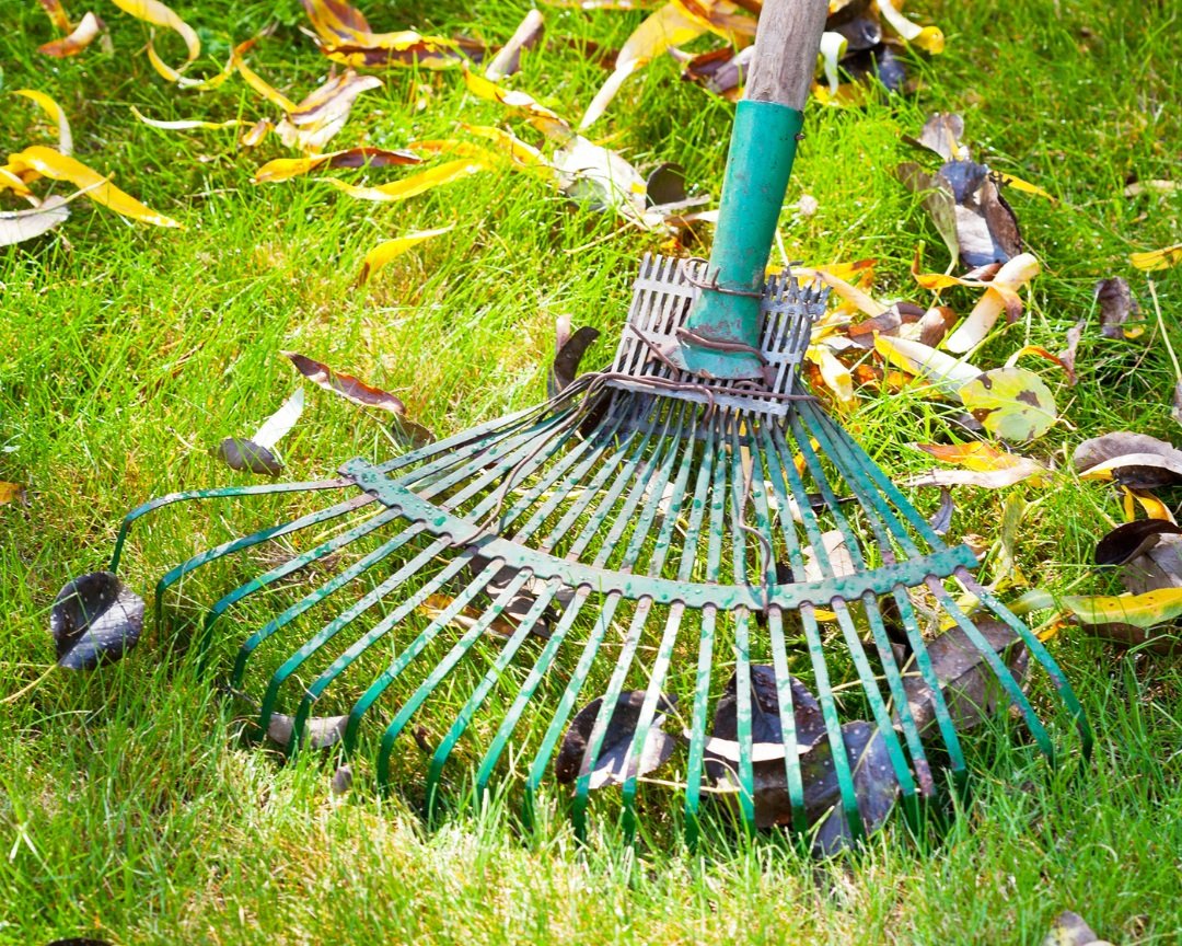 DIY Tips for Maintaining a Lush, Healthy Lawn at Home — Enviro Masters ...