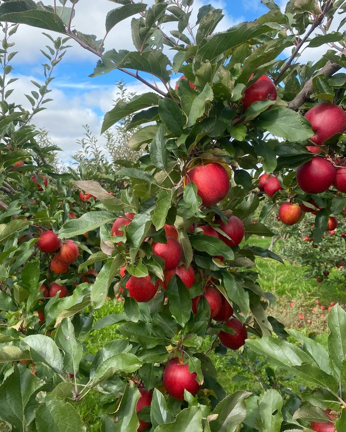 Pick Your Own Apples — Brantview Apples & Cider