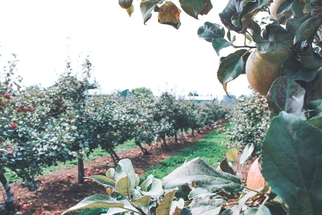 Brantview Apples and Cider