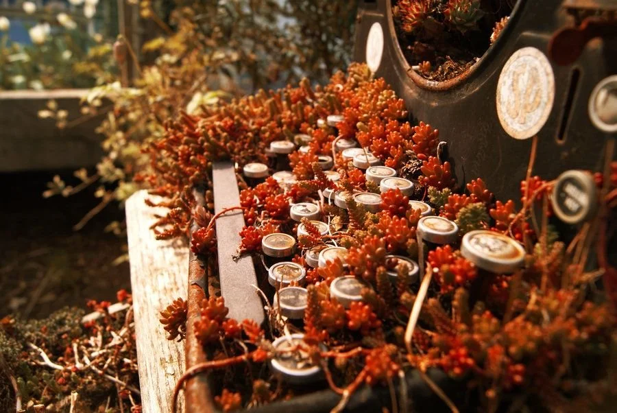 Essays by David Abram — David Abram