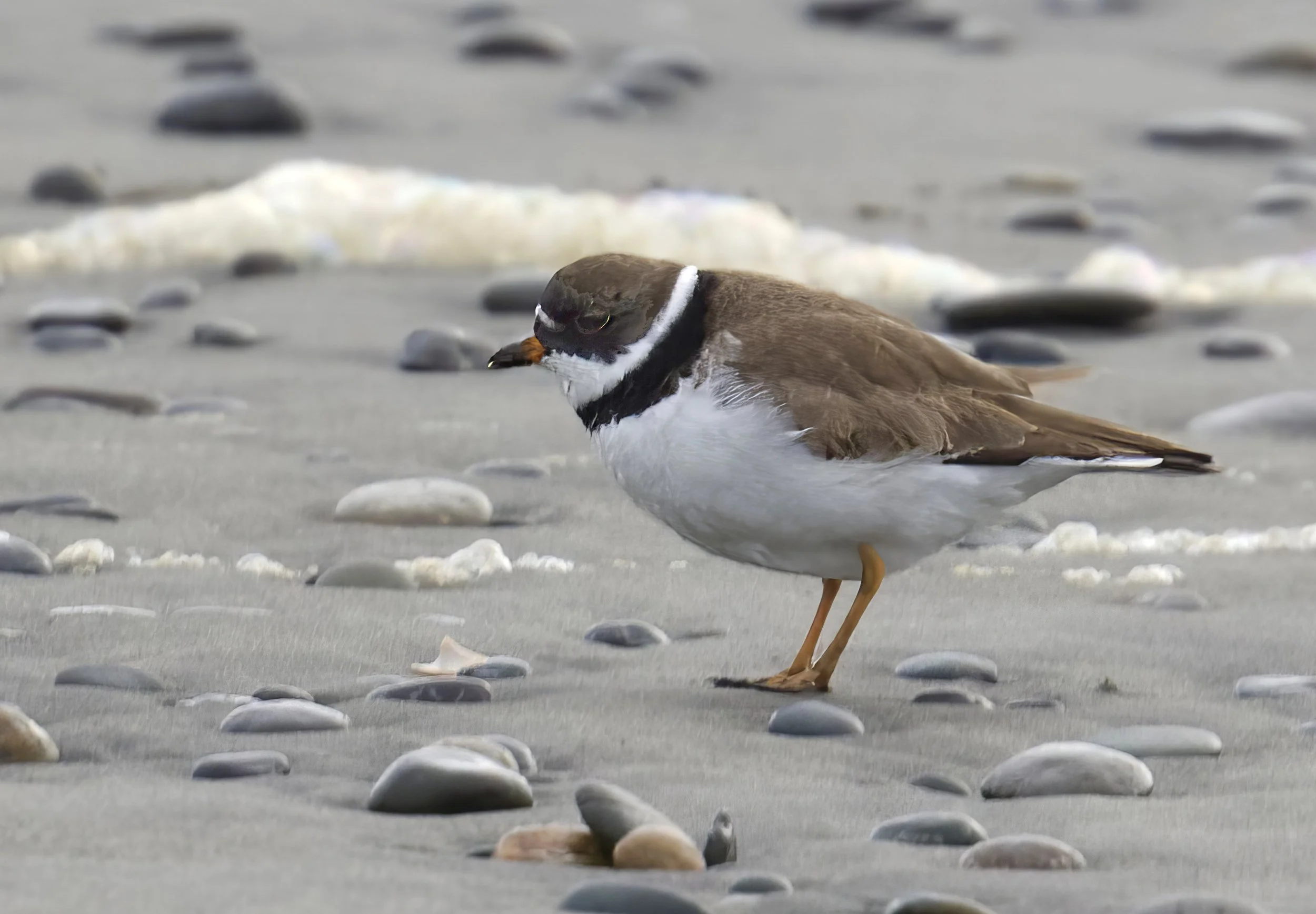 Salem Audubon Society