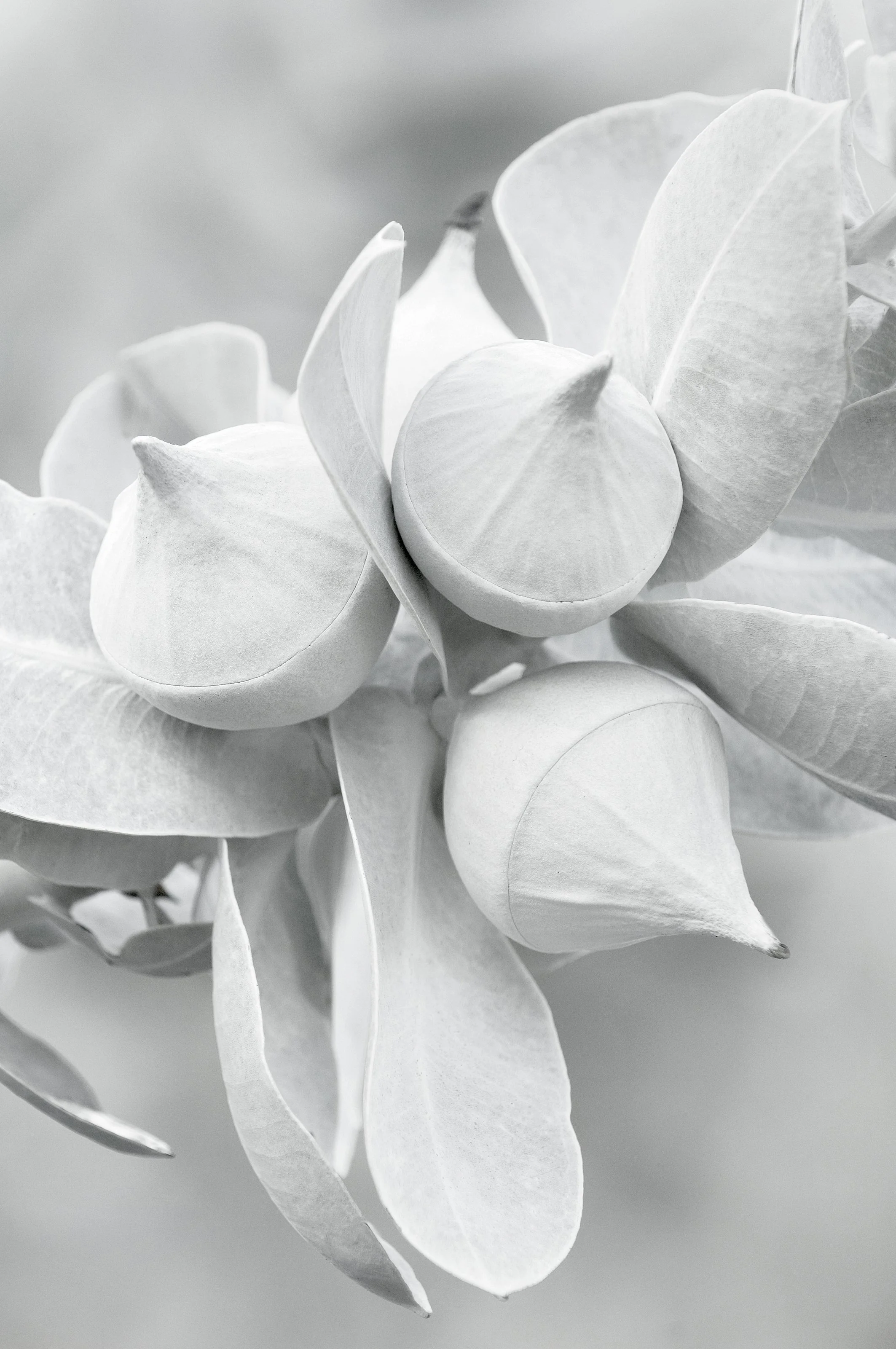 SMALL LEAVED MOTTLECAH, KING'S PARK, PERTH — CHRIS L. JONES PHOTOGRAPHY