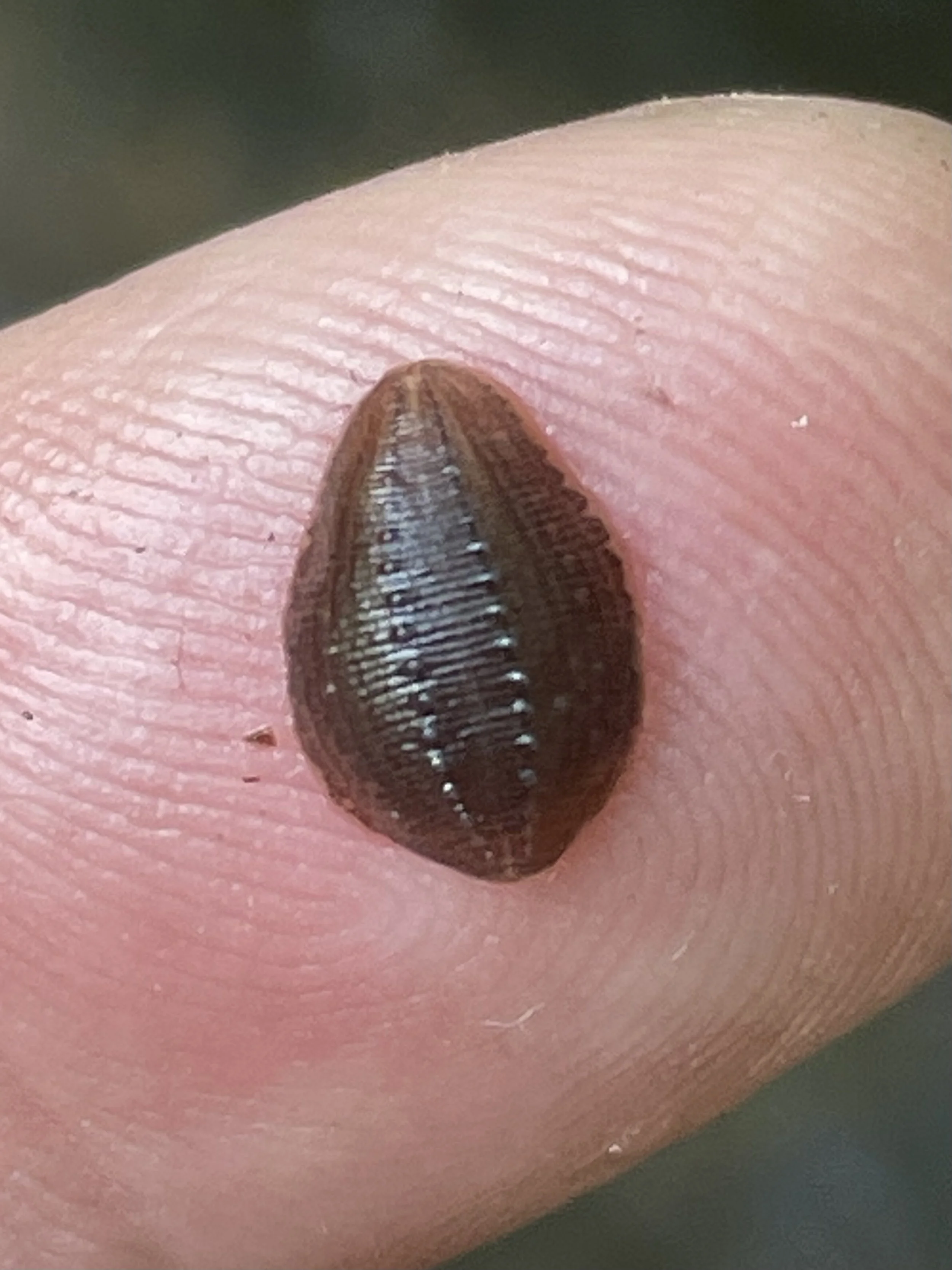 Group 7: Other Leeches — Freshwater Biological Association