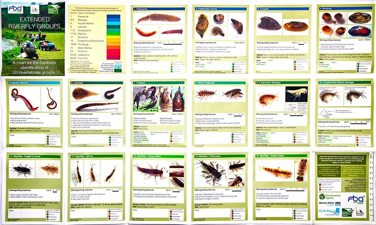 Key to the Adults & Nymphs of British Stoneflies - SP17 — Freshwater ...