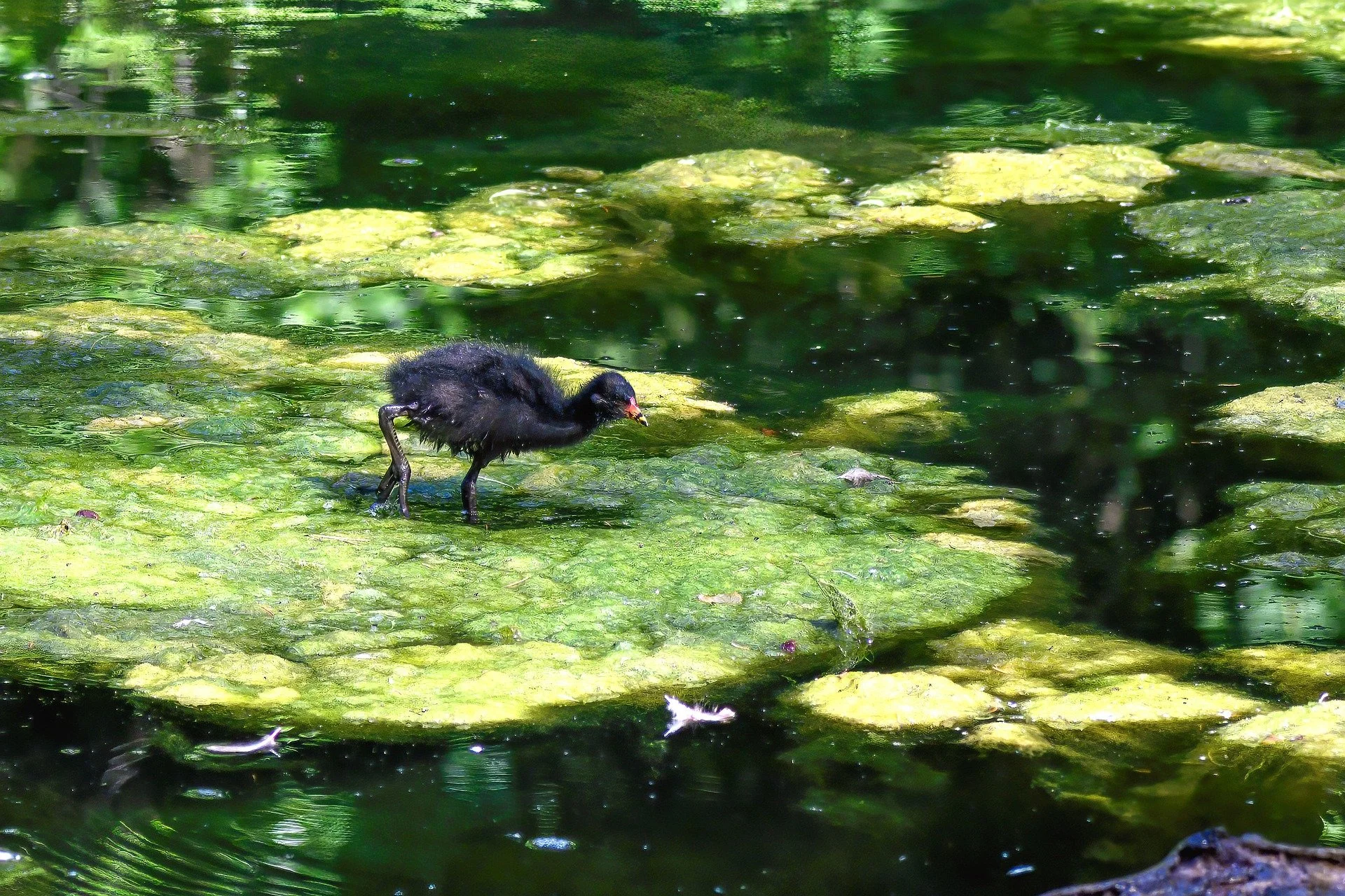 River Invertebrate Predication and Classification System (RIVPACS/RICT ...