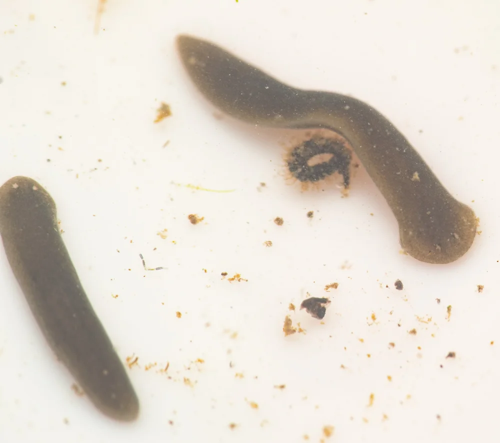 Group 1: Flatworms — Freshwater Biological Association