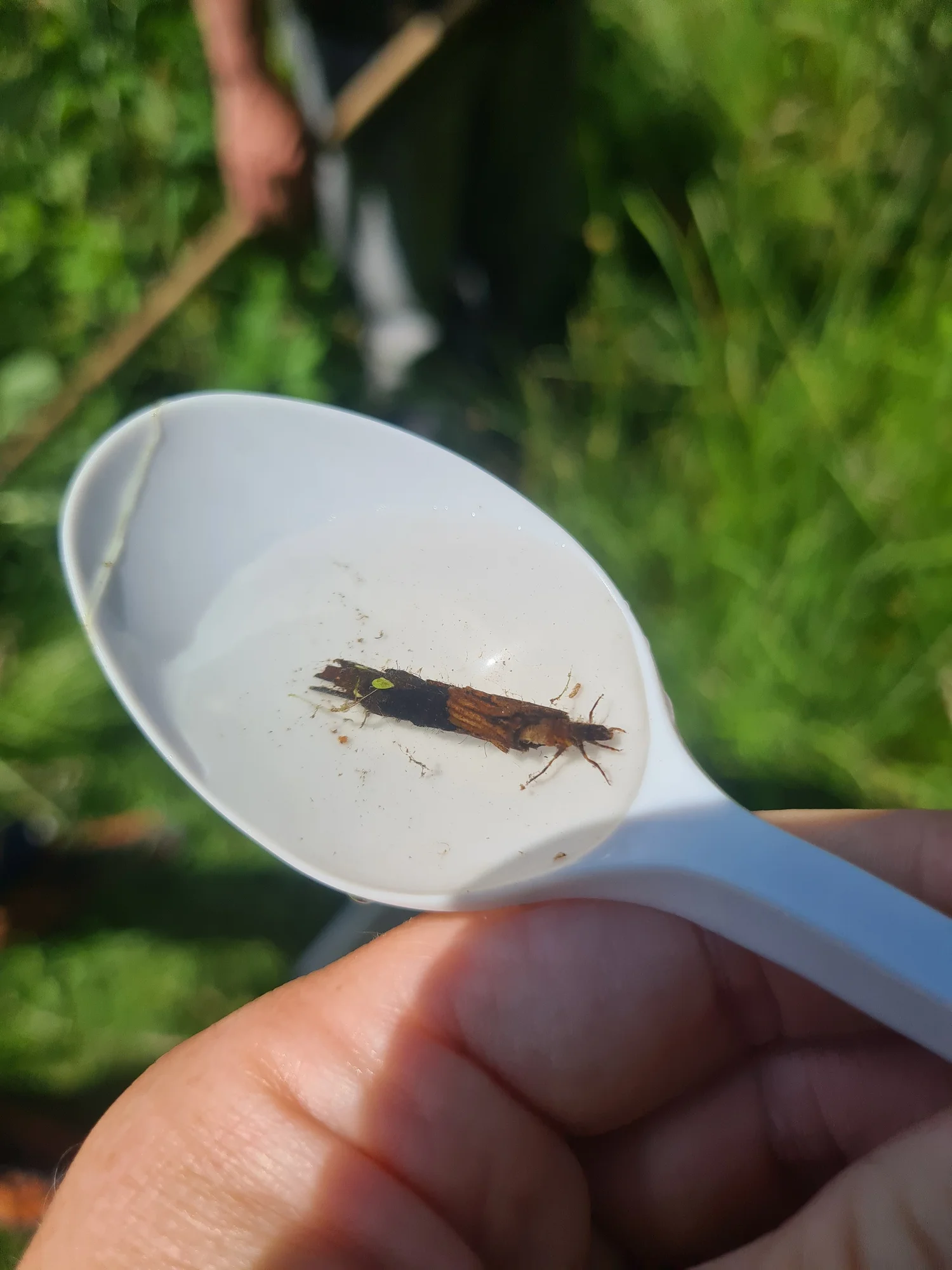 Group 23: Cased Caddisflies — Freshwater Biological Association