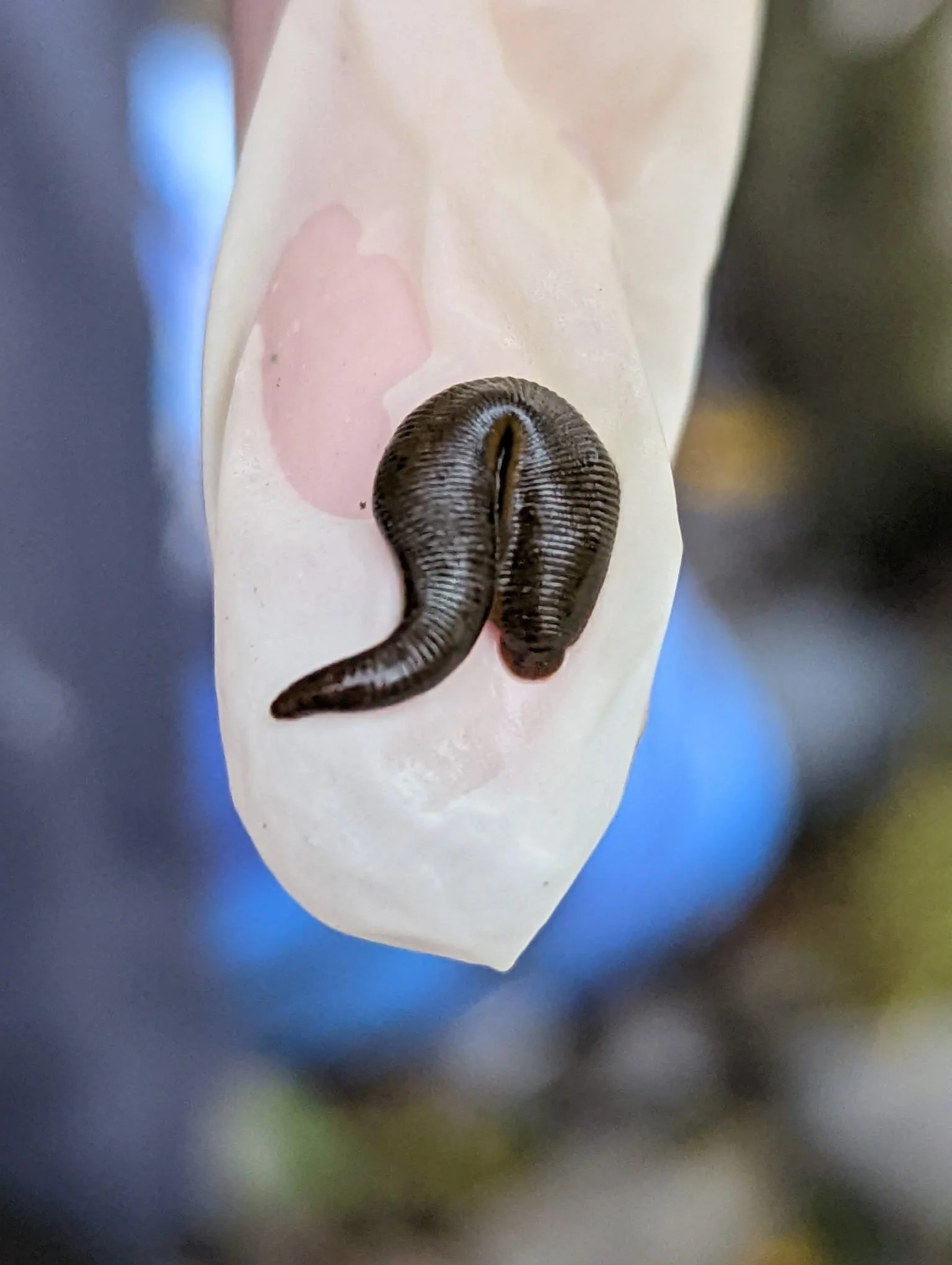 Group 7: Other Leeches — Freshwater Biological Association