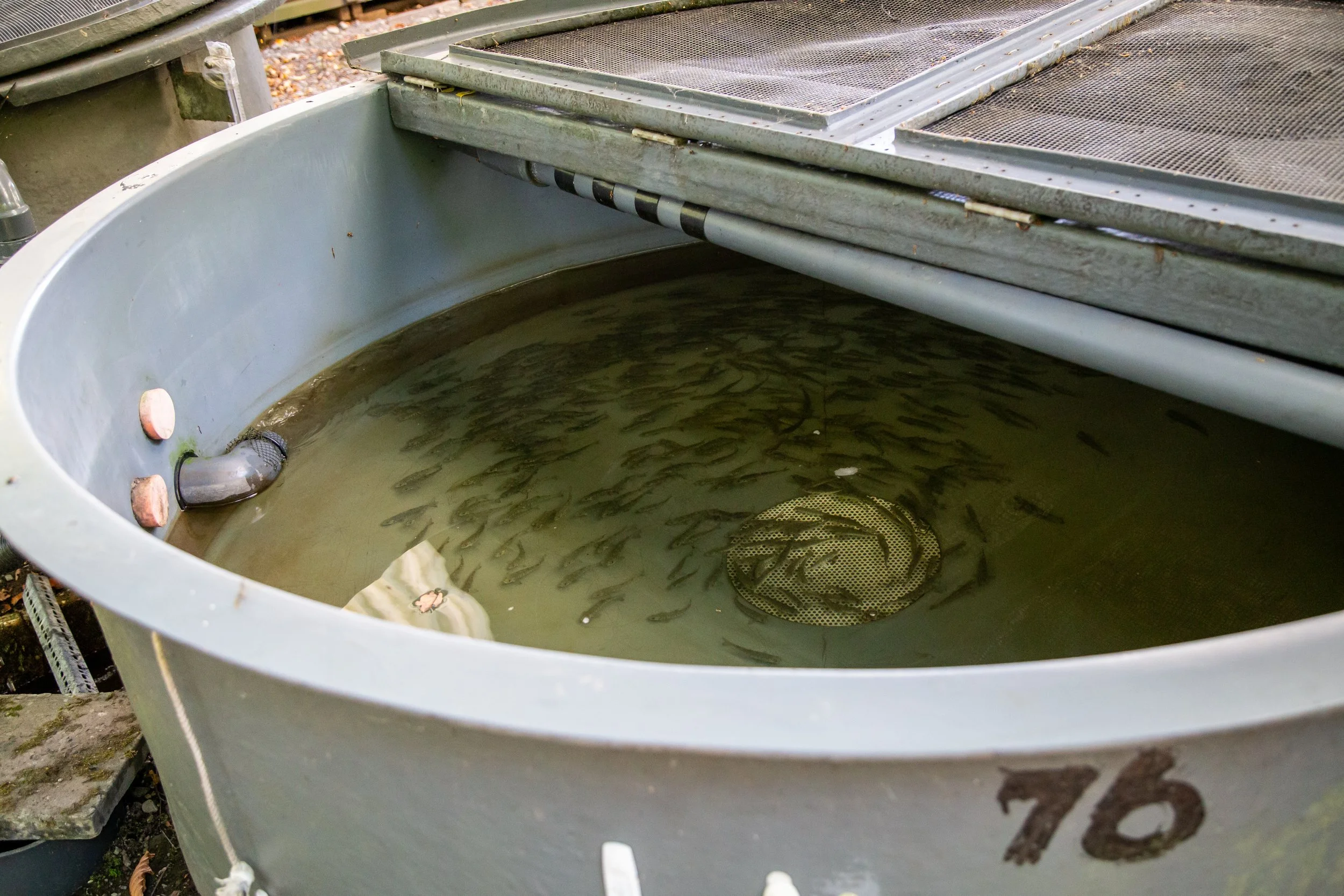 Freshwater Pearl Mussels | Freshwater Biological Association