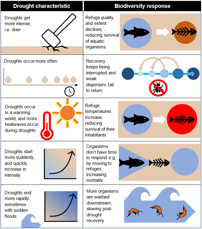 What dries ahead? How future droughts could shape biodiversity in UK ...