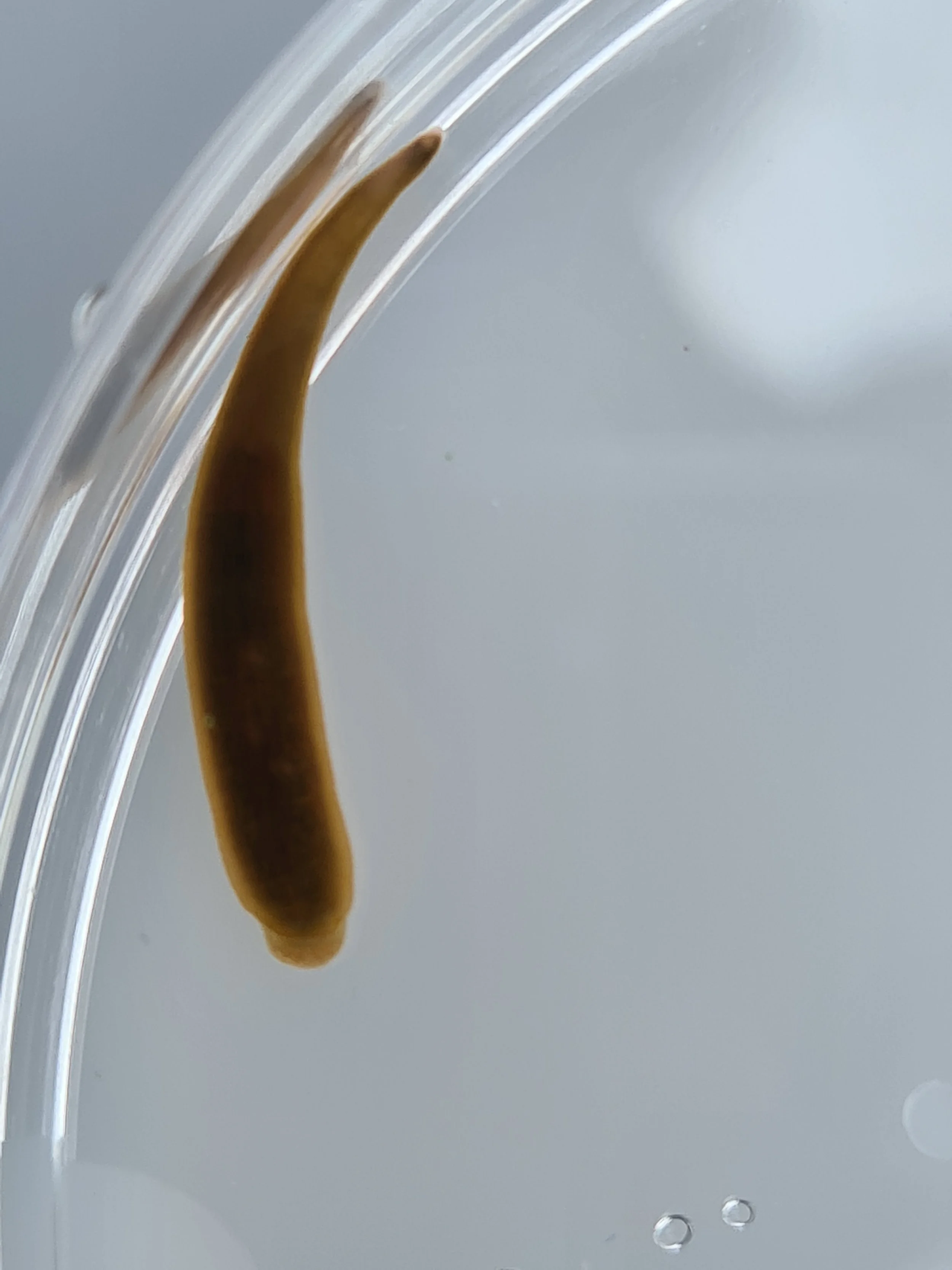 Group 7: Other Leeches — Freshwater Biological Association