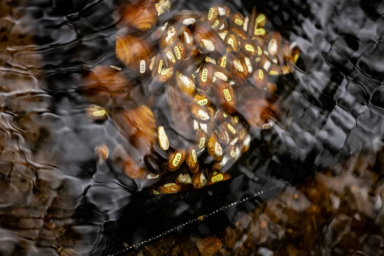 Freshwater Pearl Mussels | Freshwater Biological Association