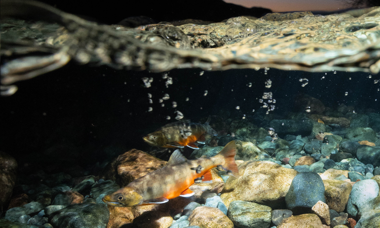 Species on the edge: Arctic charr at the southern extent of its range ...