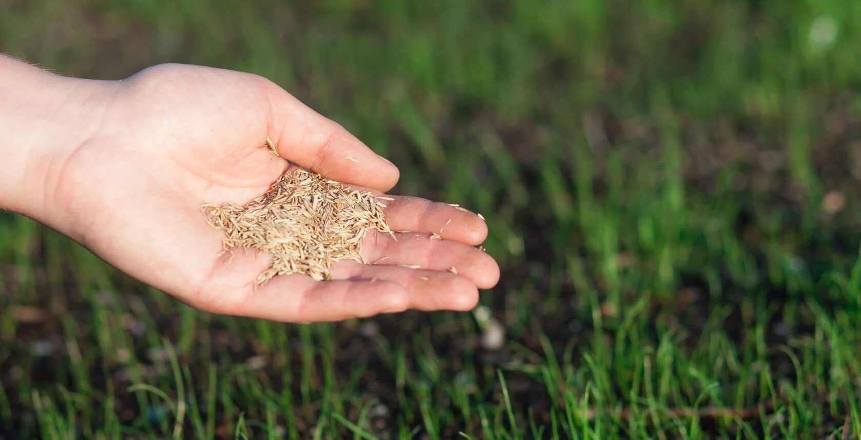 Aeration & Seeding — Cedarcrest Fertilizing