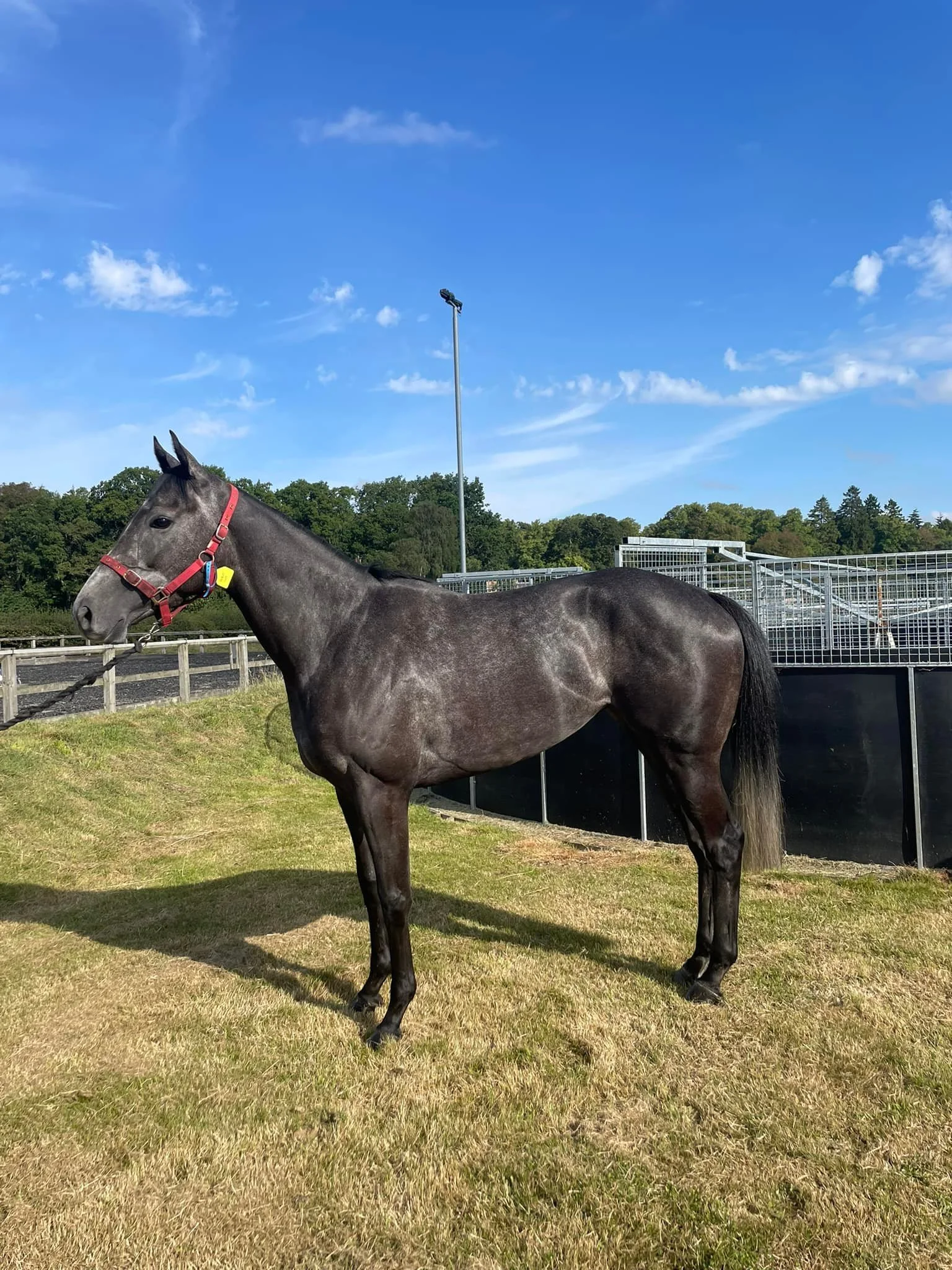 OUR HORSES — Katie Scott Racing