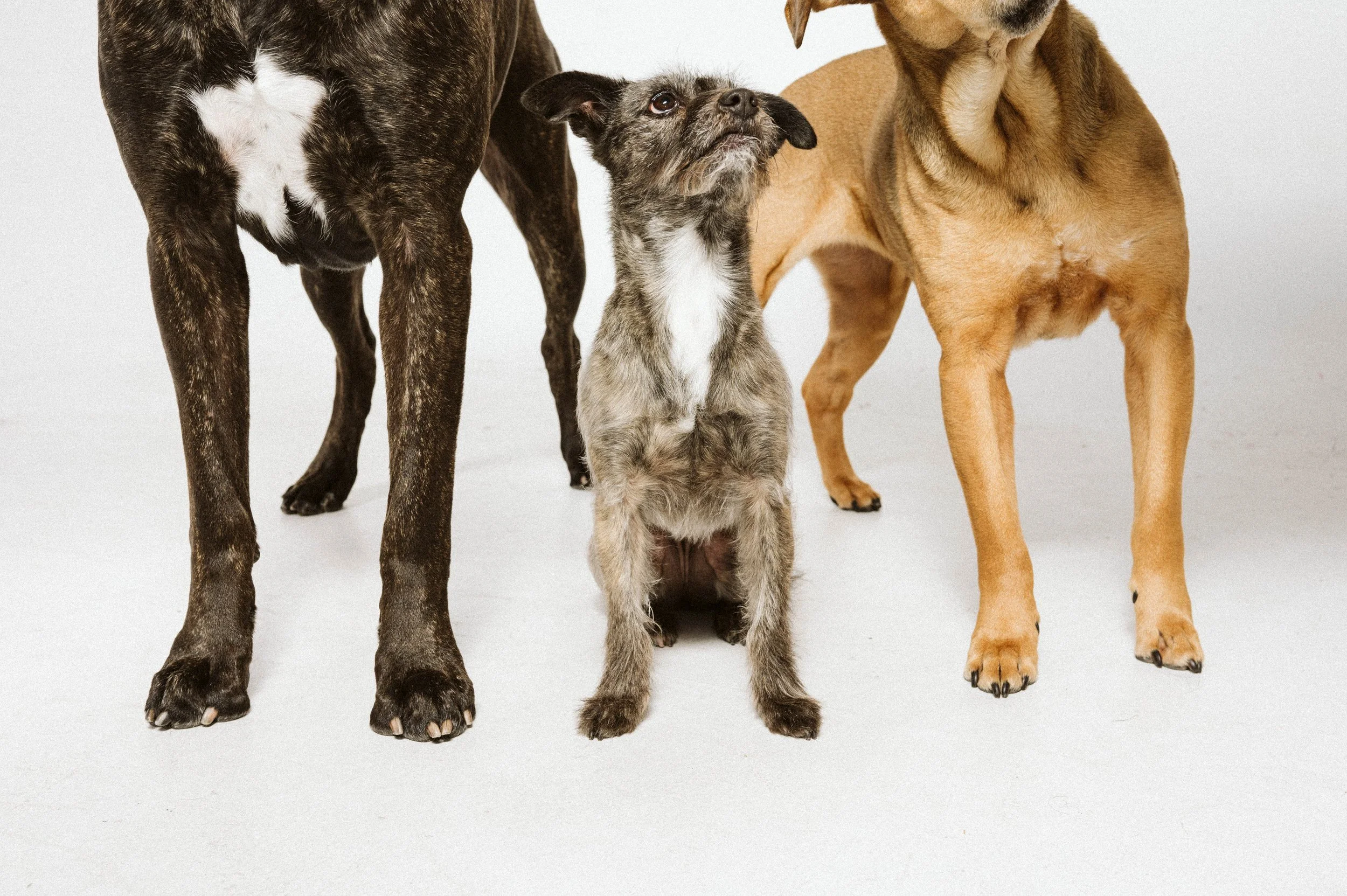 Aloha Positive Dog Training