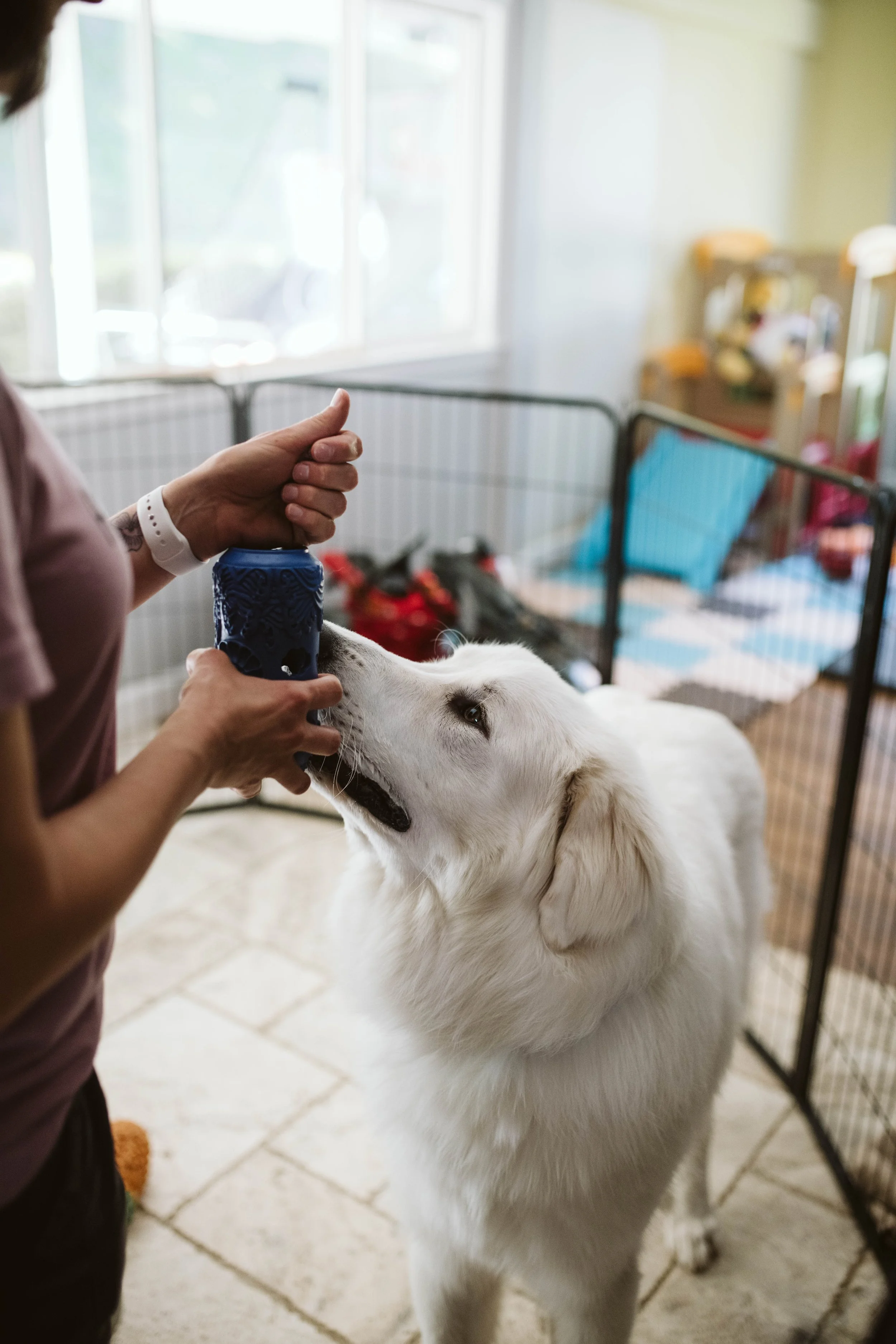 Initial Consultation to Start Dog Training — Aloha Positive Dog Training