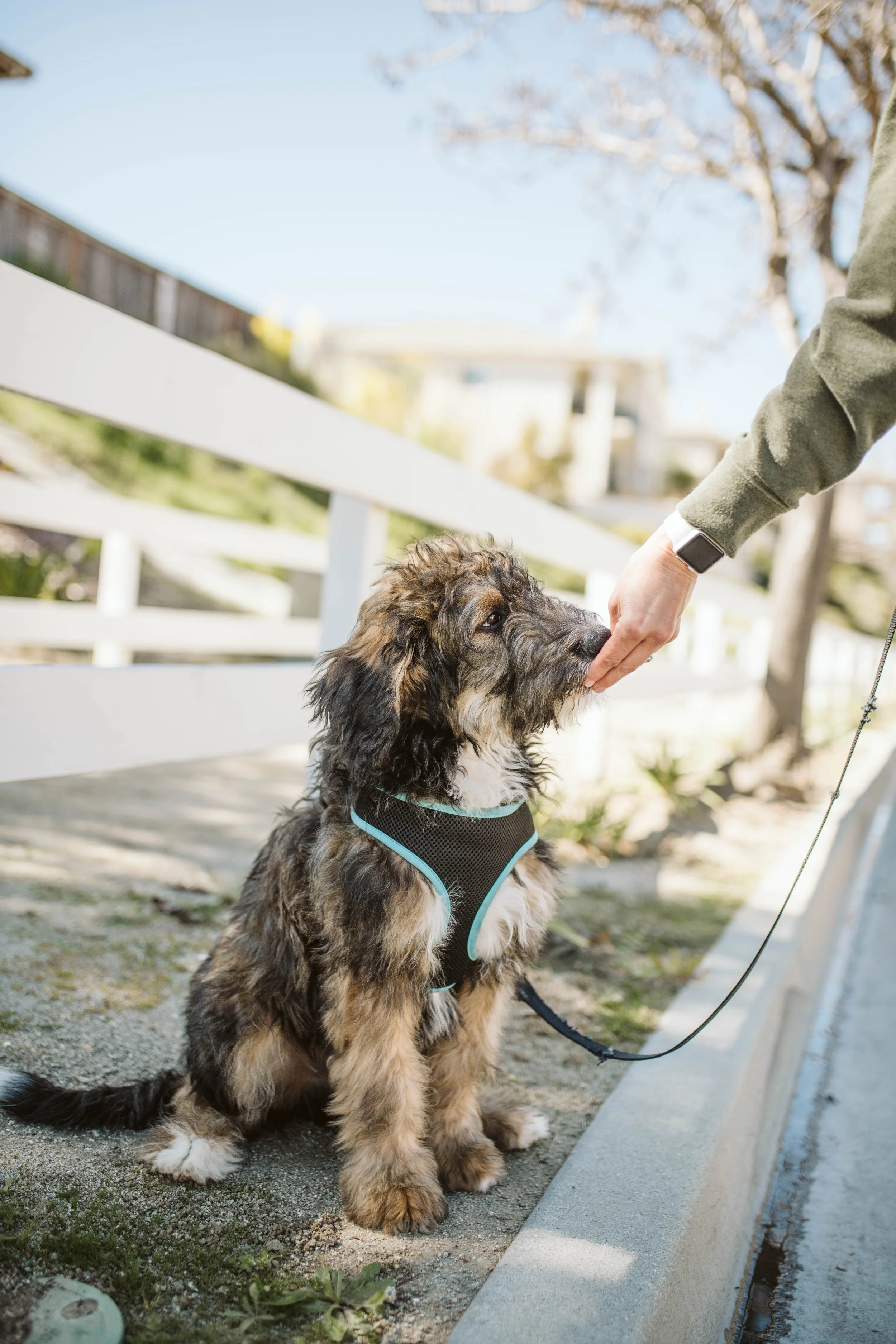 Aloha Positive Dog Training