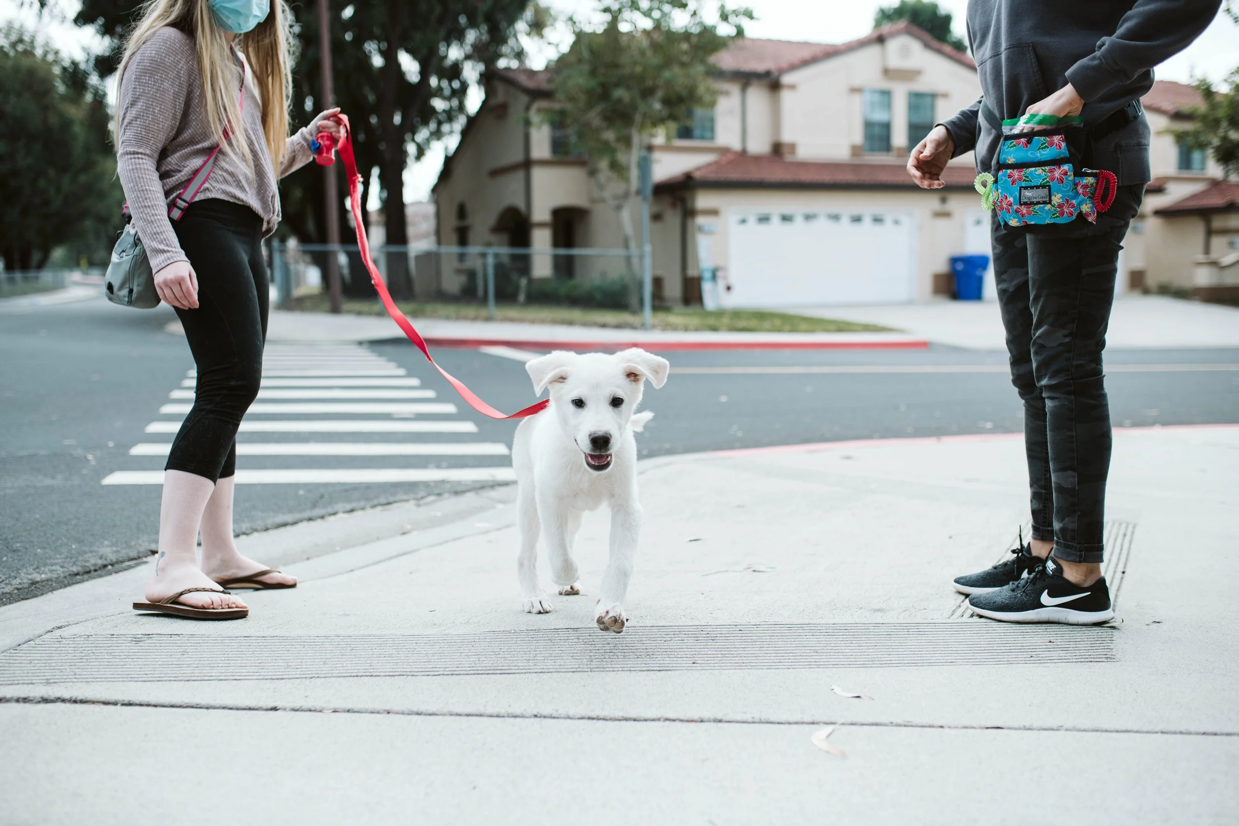 Initial Consultation to Start Dog Training — Aloha Positive Dog Training