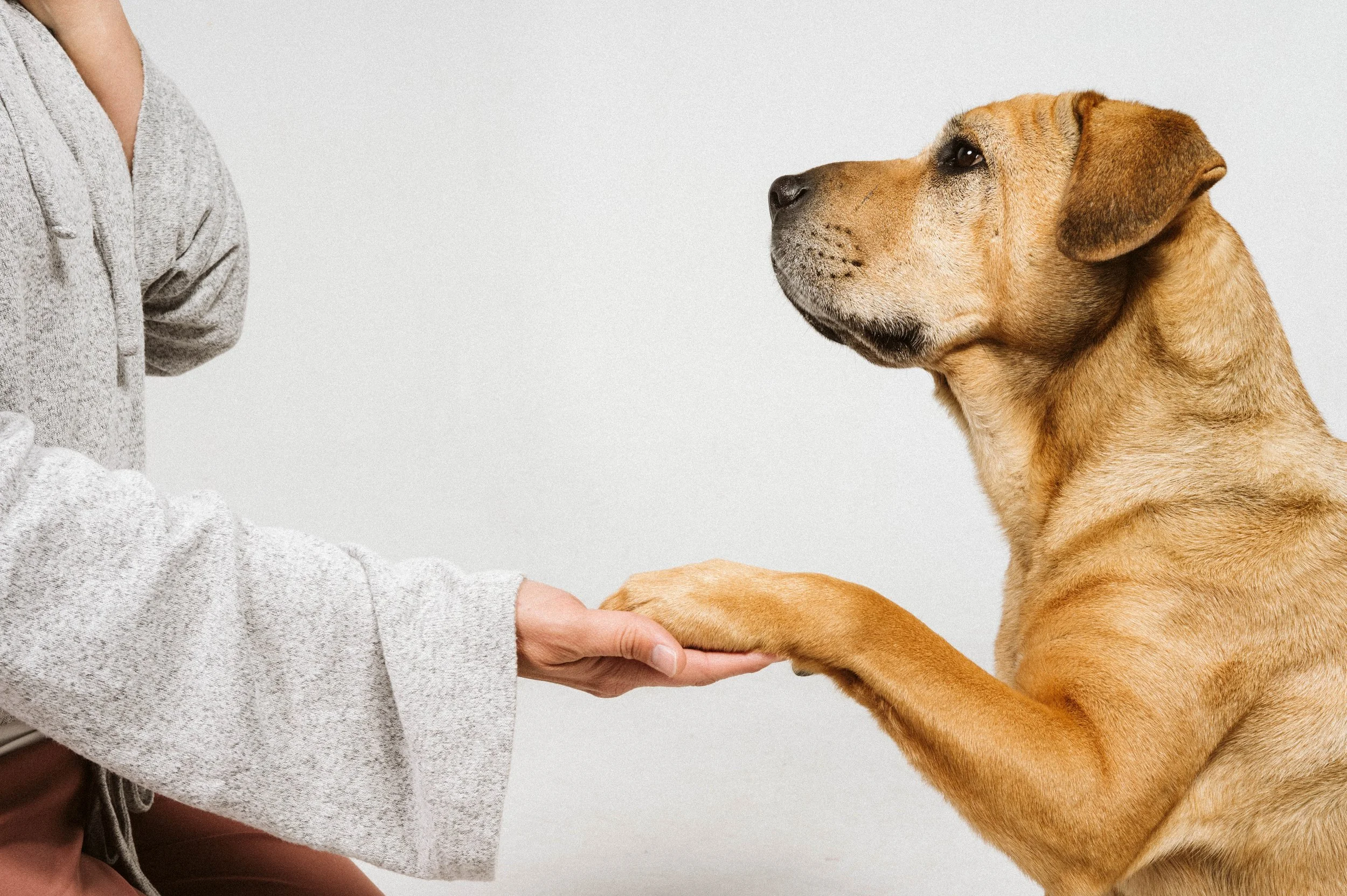 Aloha Positive Dog Training