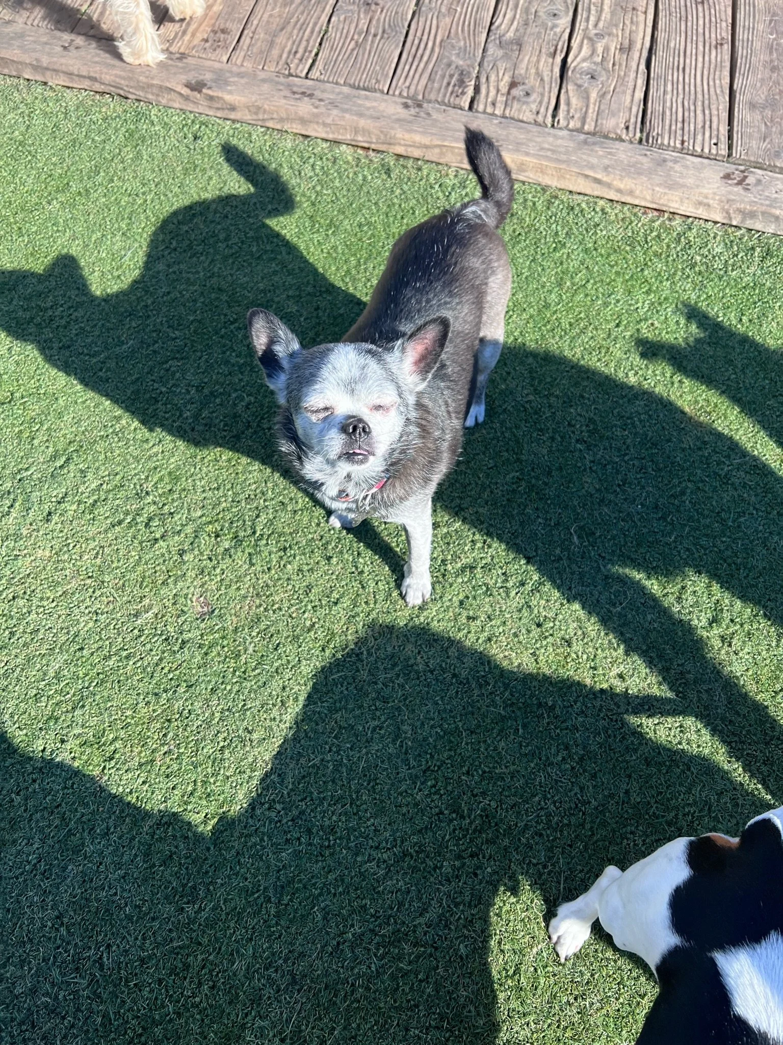 Metro Dog Daycare and Boarding