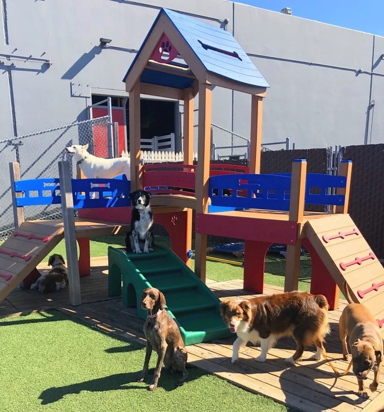 Our Center — Metro Dog Daycare and Boarding