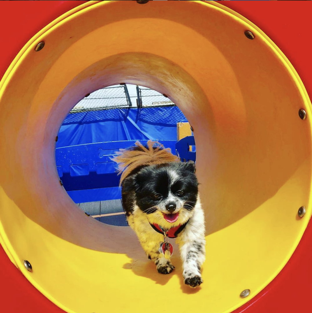 Our Center — Metro Dog Daycare and Boarding