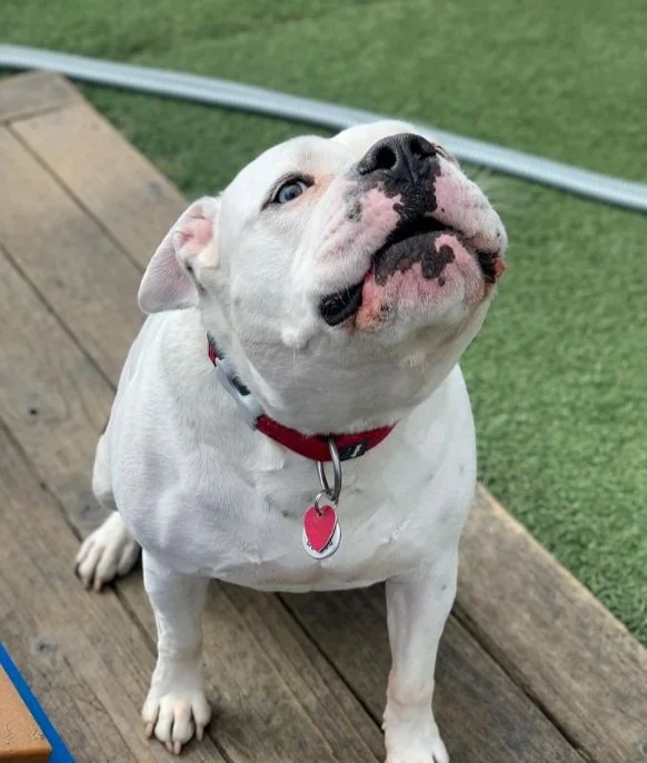 Contact Us — Metro Dog Daycare and Boarding