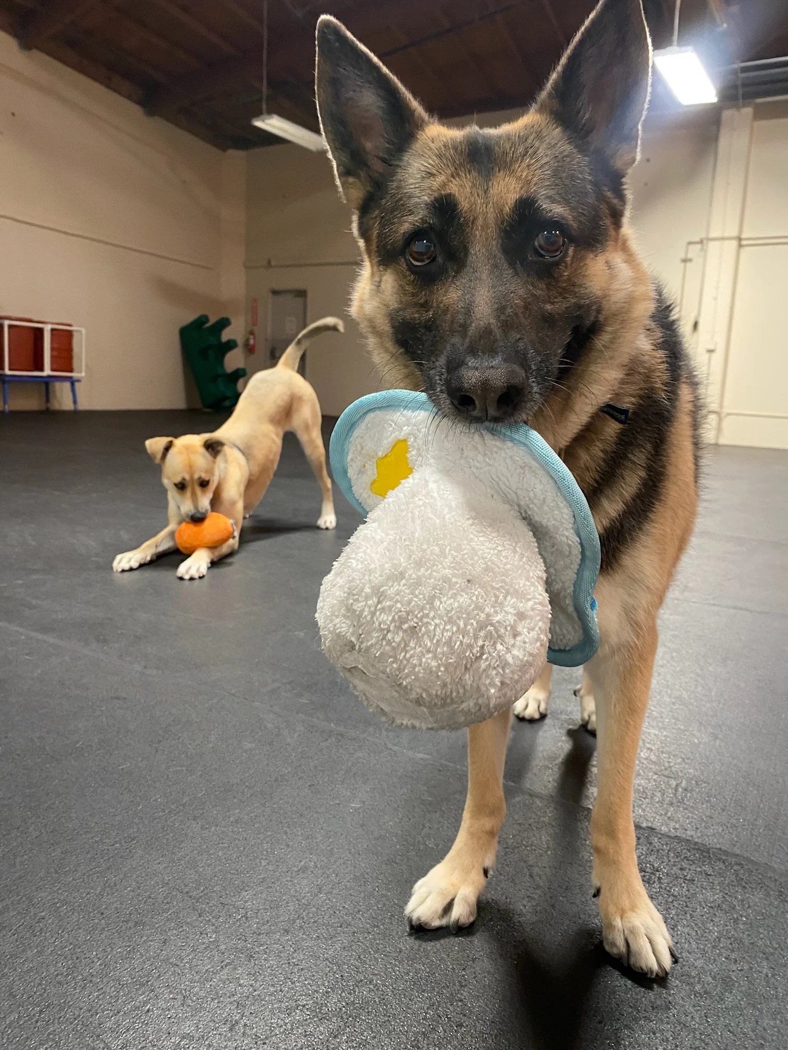 Our Center — Metro Dog Daycare and Boarding