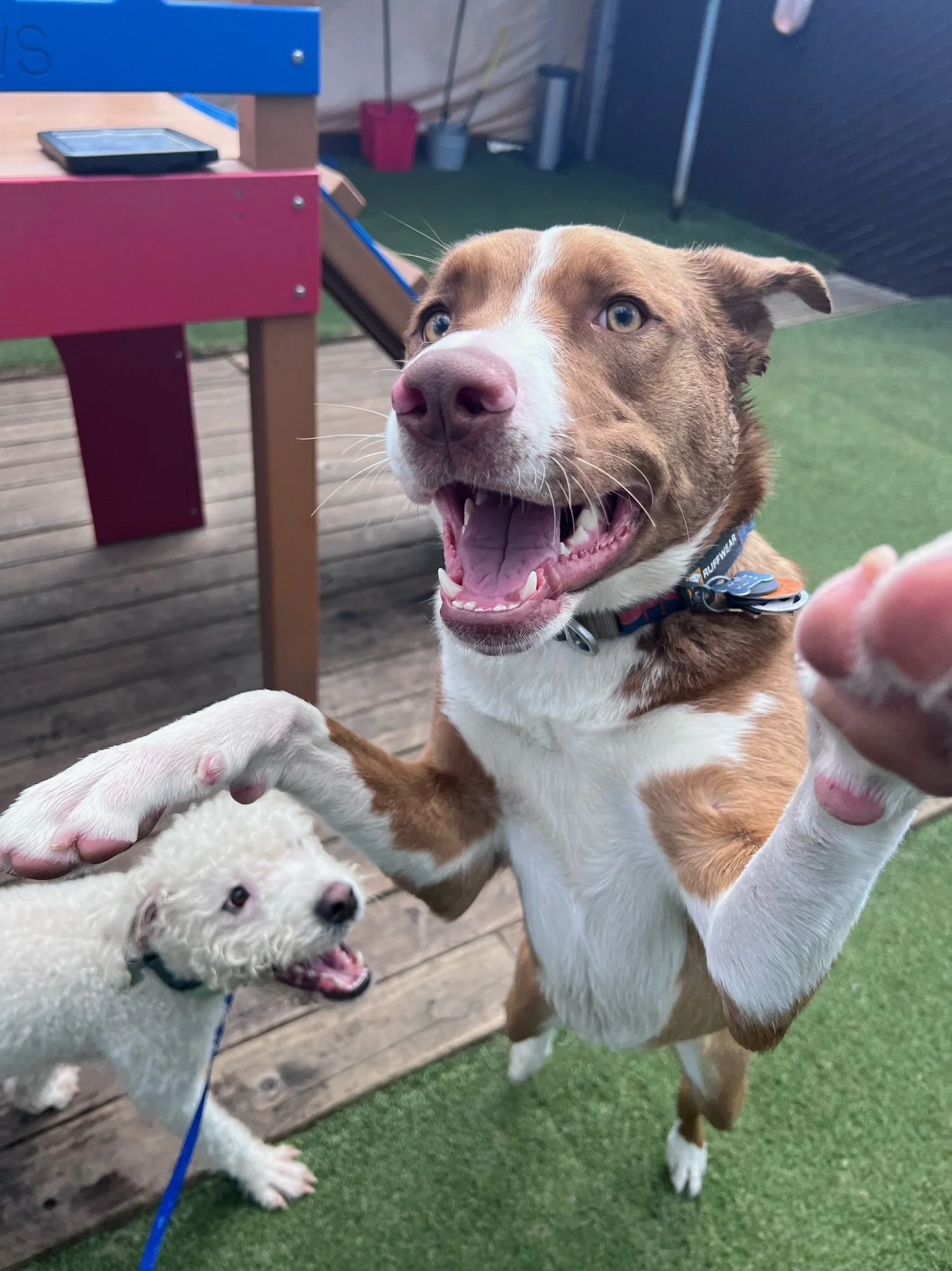 Our Center — Metro Dog Daycare and Boarding
