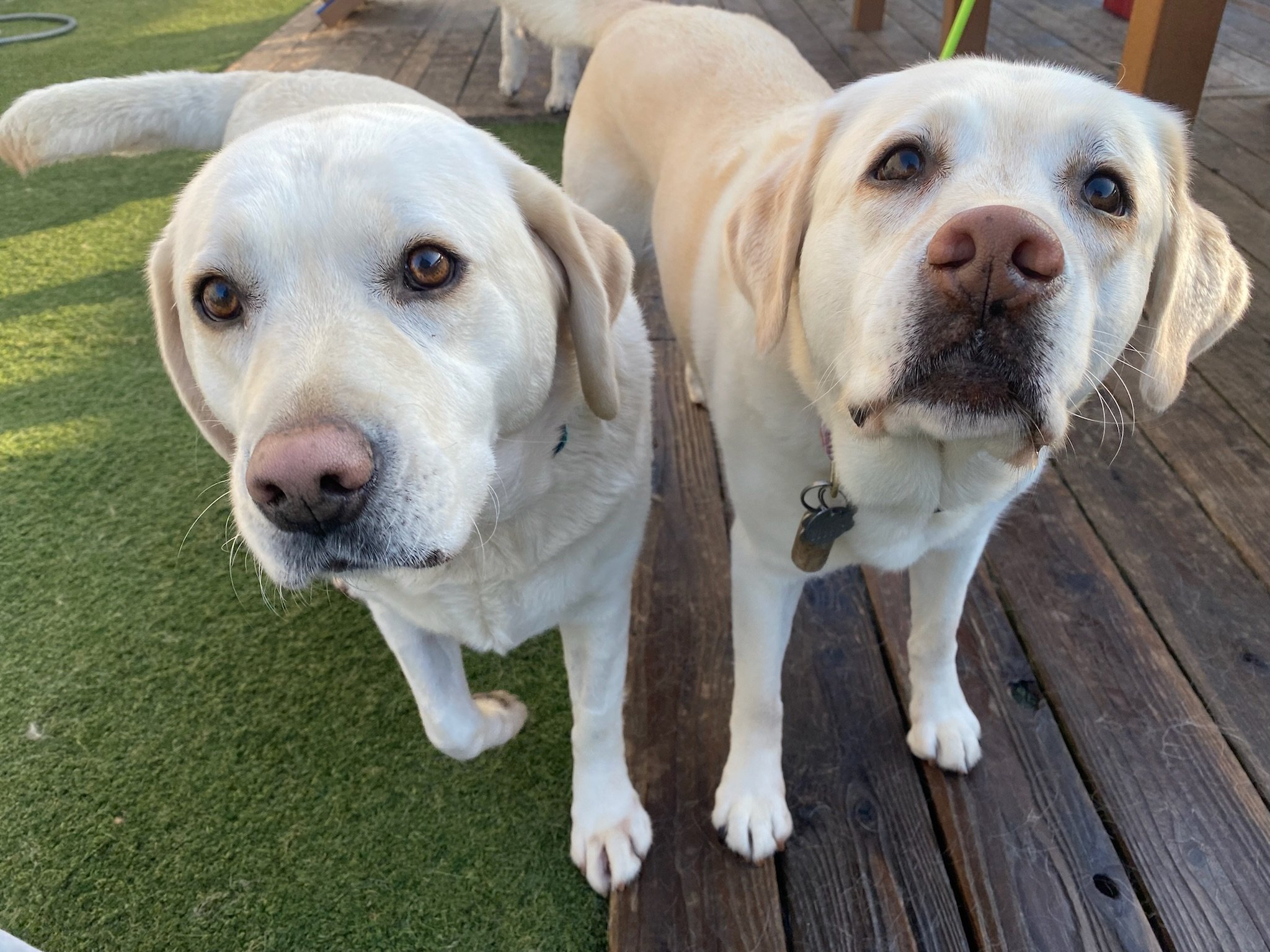 Daycare at Metro Dog — Metro Dog Daycare and Boarding