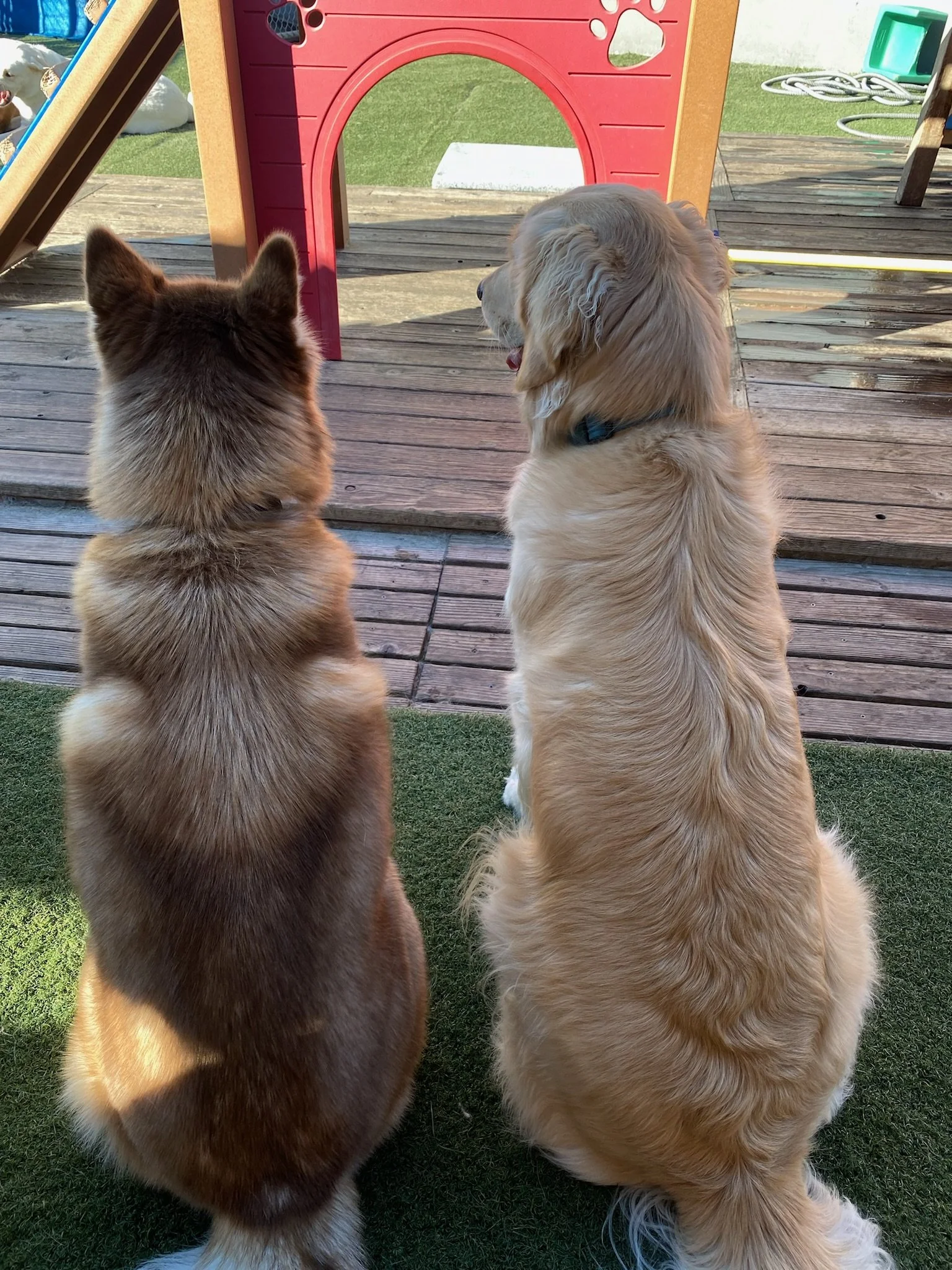 Metro Dog Daycare and Boarding