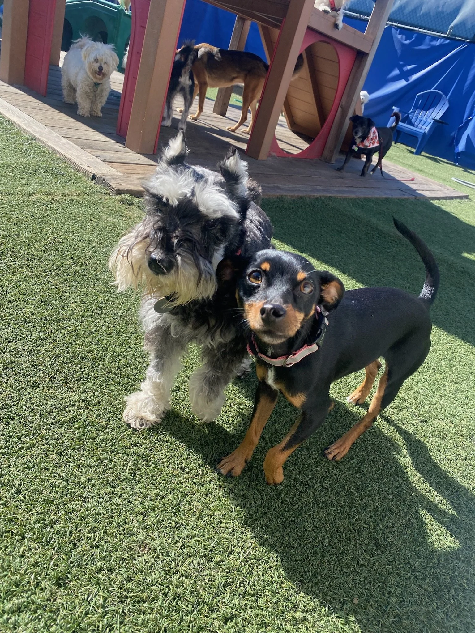 Daycare at Metro Dog — Metro Dog Daycare and Boarding