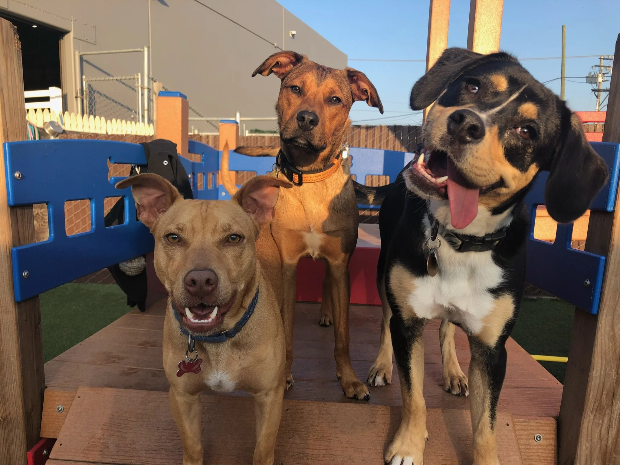 Daycare at Metro Dog — Metro Dog Daycare and Boarding