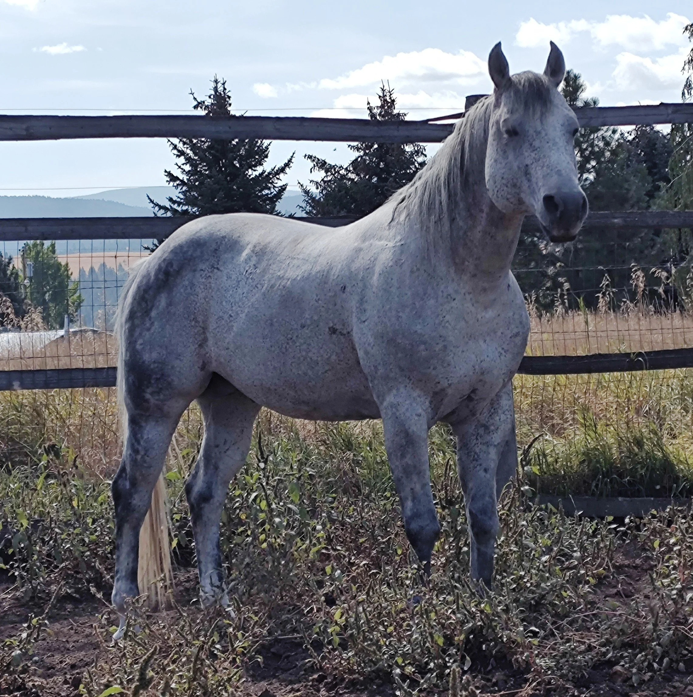 Stallion - Cool Son Ofa Gun — RMBA