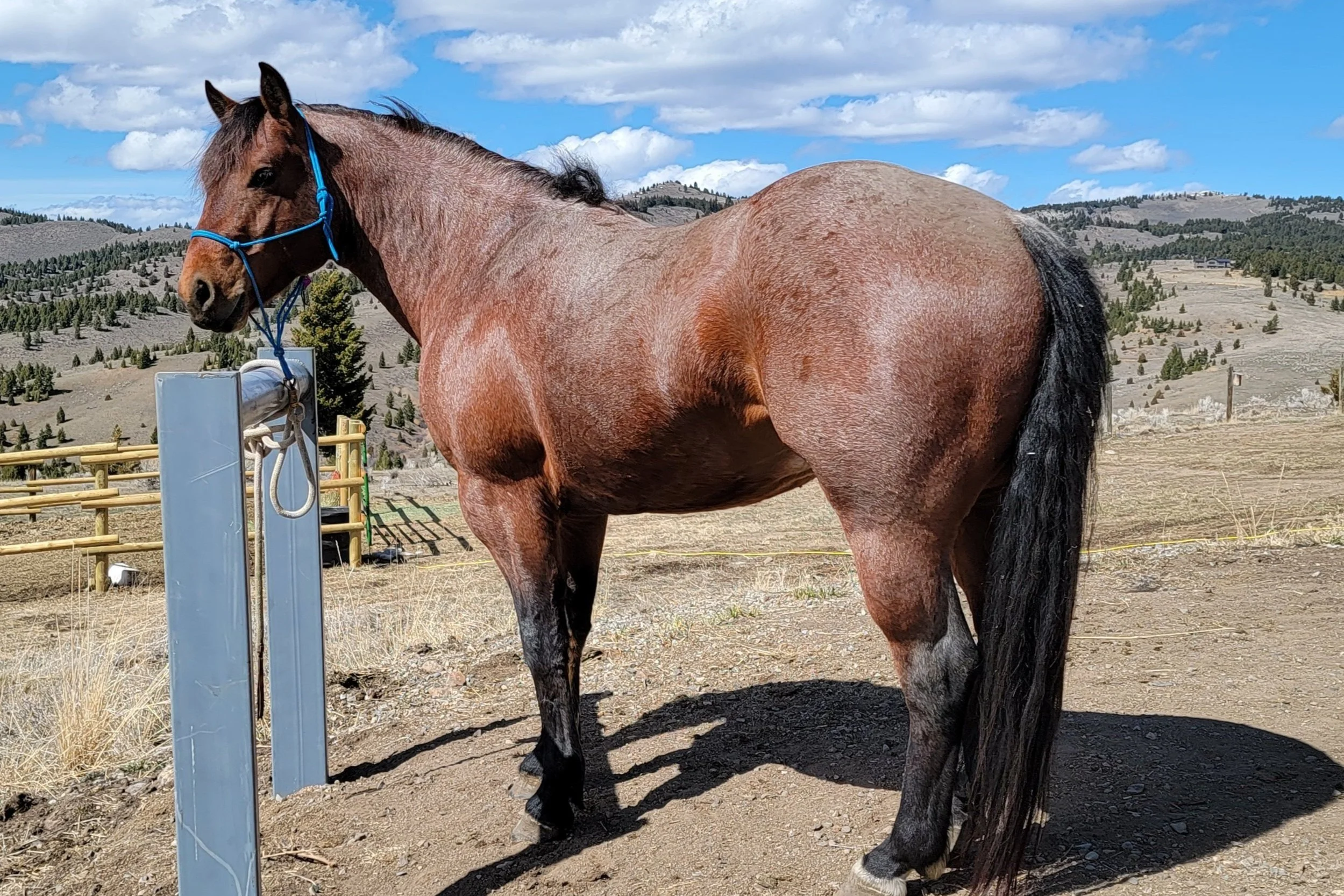 Stallion Auction — RMBA