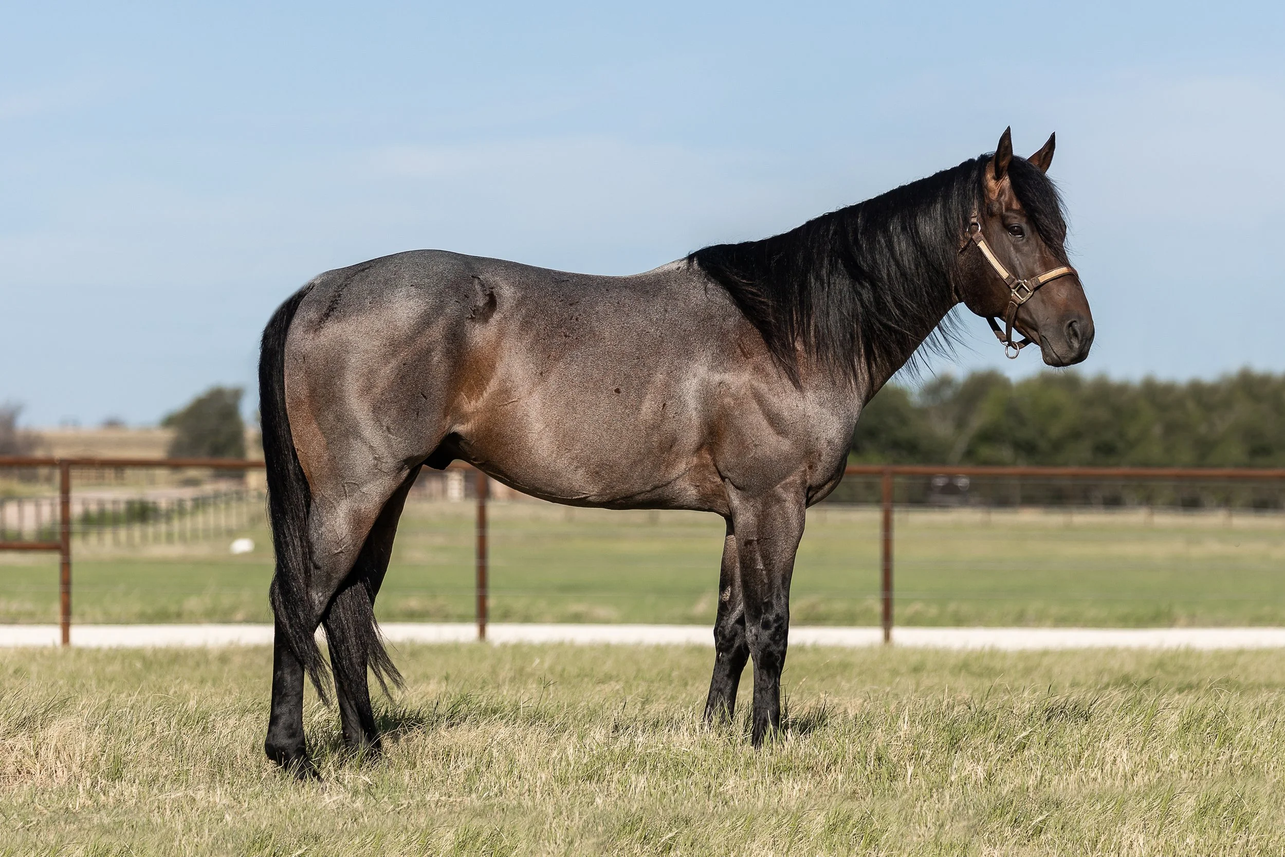 Stallion - Heza Fiery Fling — RMBA