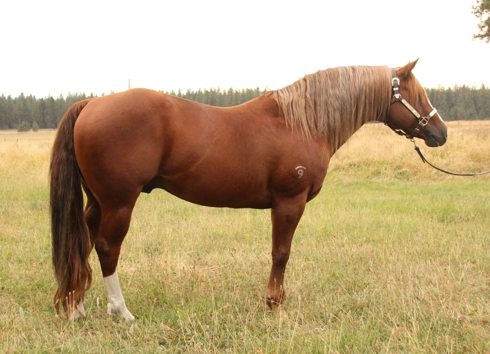 Stallion - Like A Diamond Spark — RMBA