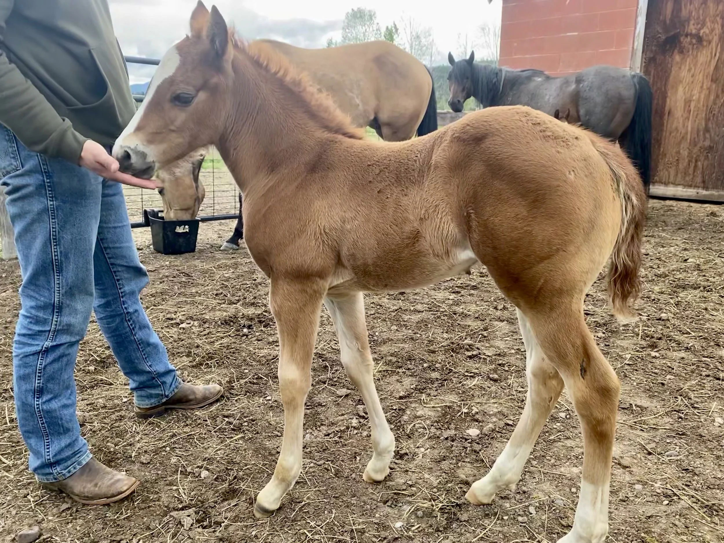 Stallion - Metallic Reynn — RMBA