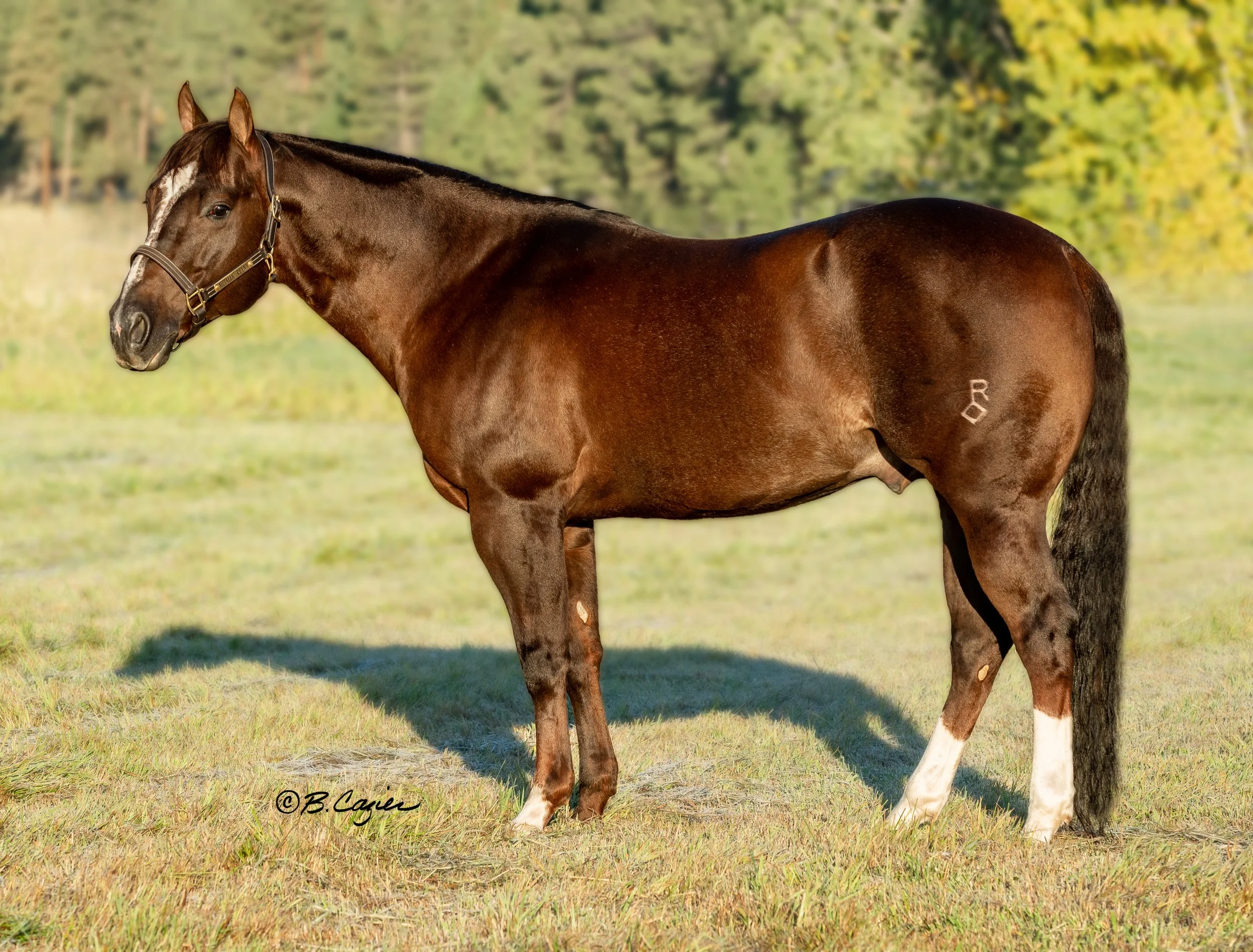 Stallion - Metallic Reynn — RMBA