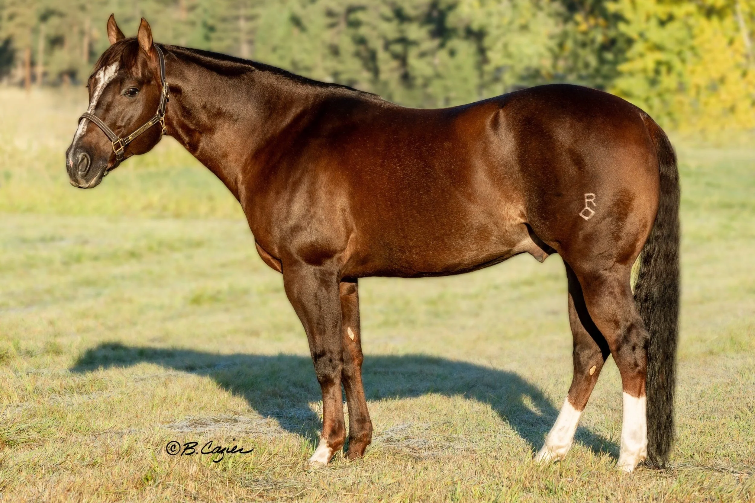 Stallion Auction — RMBA