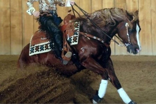 Stallion Auction — RMBA