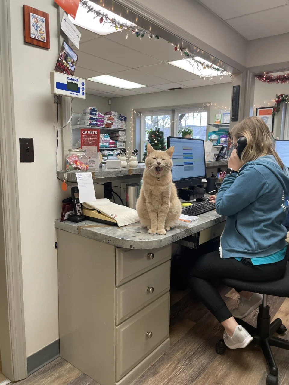 About — University Drive Veterinary Hospital